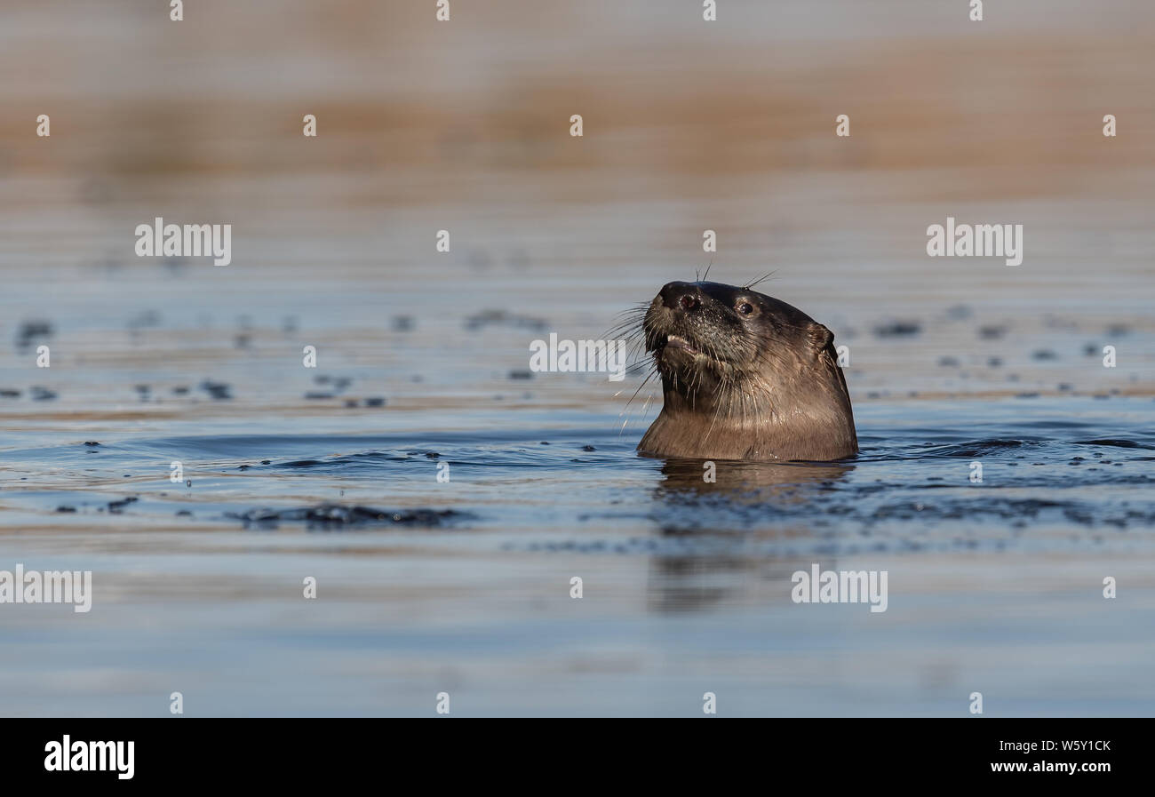 A river otter in a pond Stock Photo - Alamy