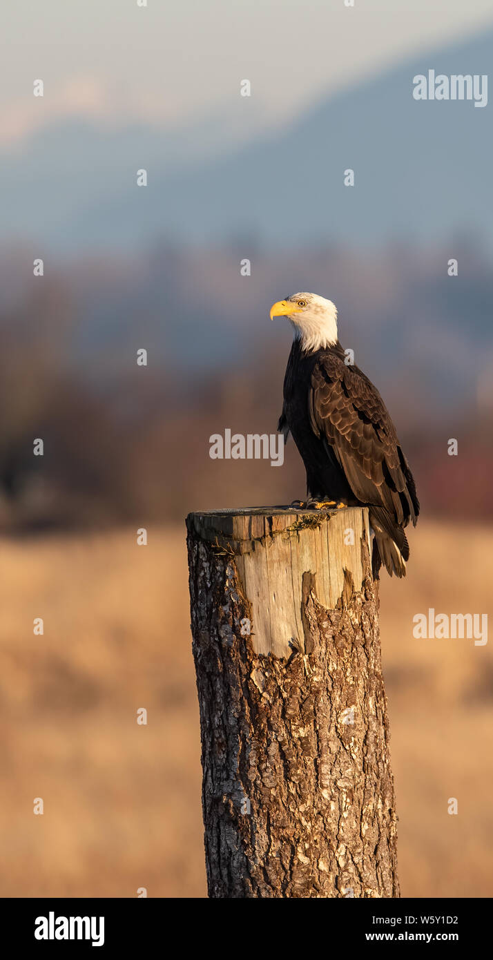 Bald Eagle in Canada Stock Photo - Alamy