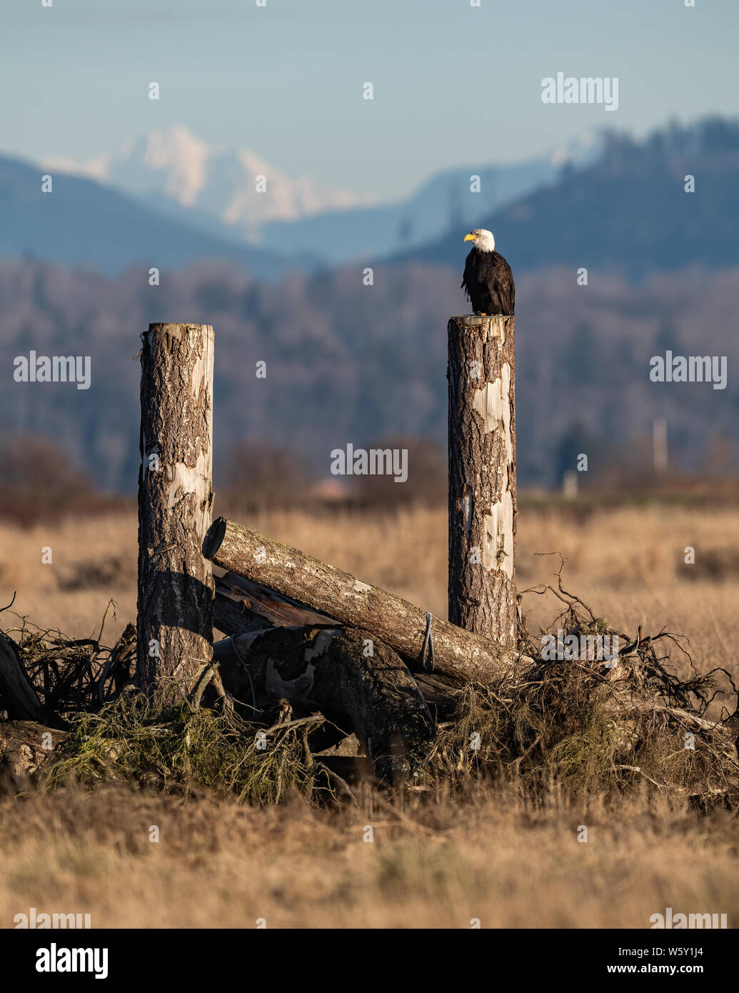 Bald Eagle in Canada Stock Photo - Alamy