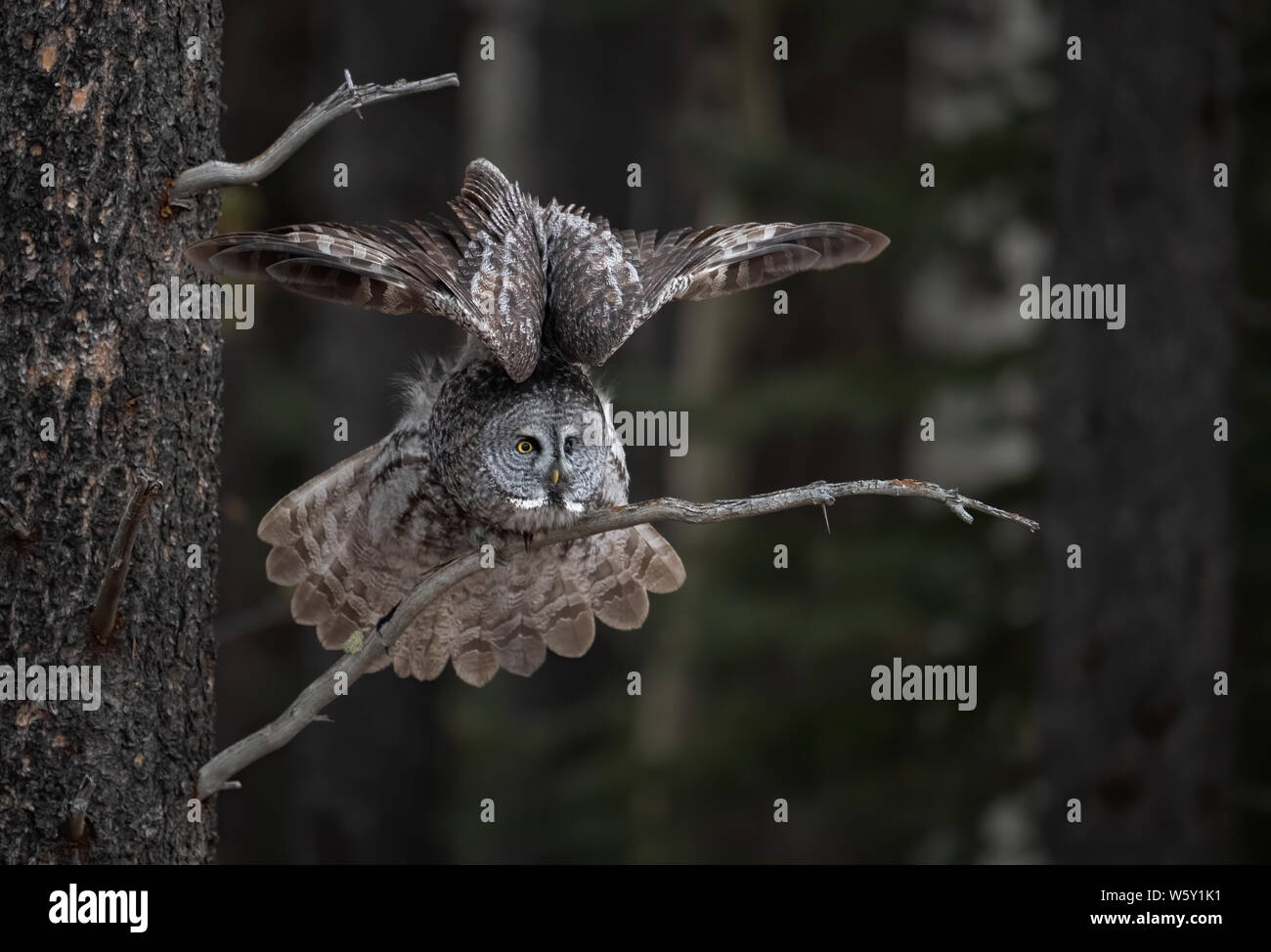 Great gray owl flying hi-res stock photography and images - Alamy