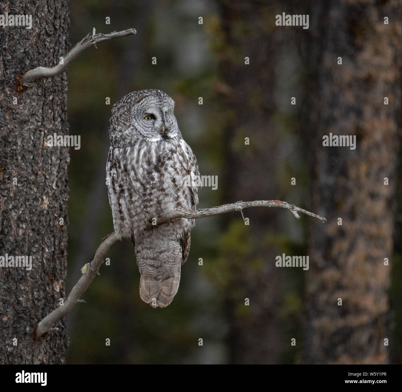 Grey little owl hi-res stock photography and images - Alamy