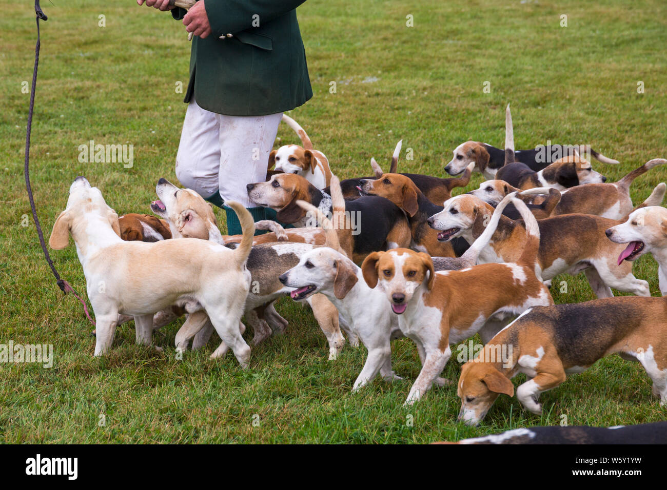 Beagle pack hi-res stock photography and images - Alamy
