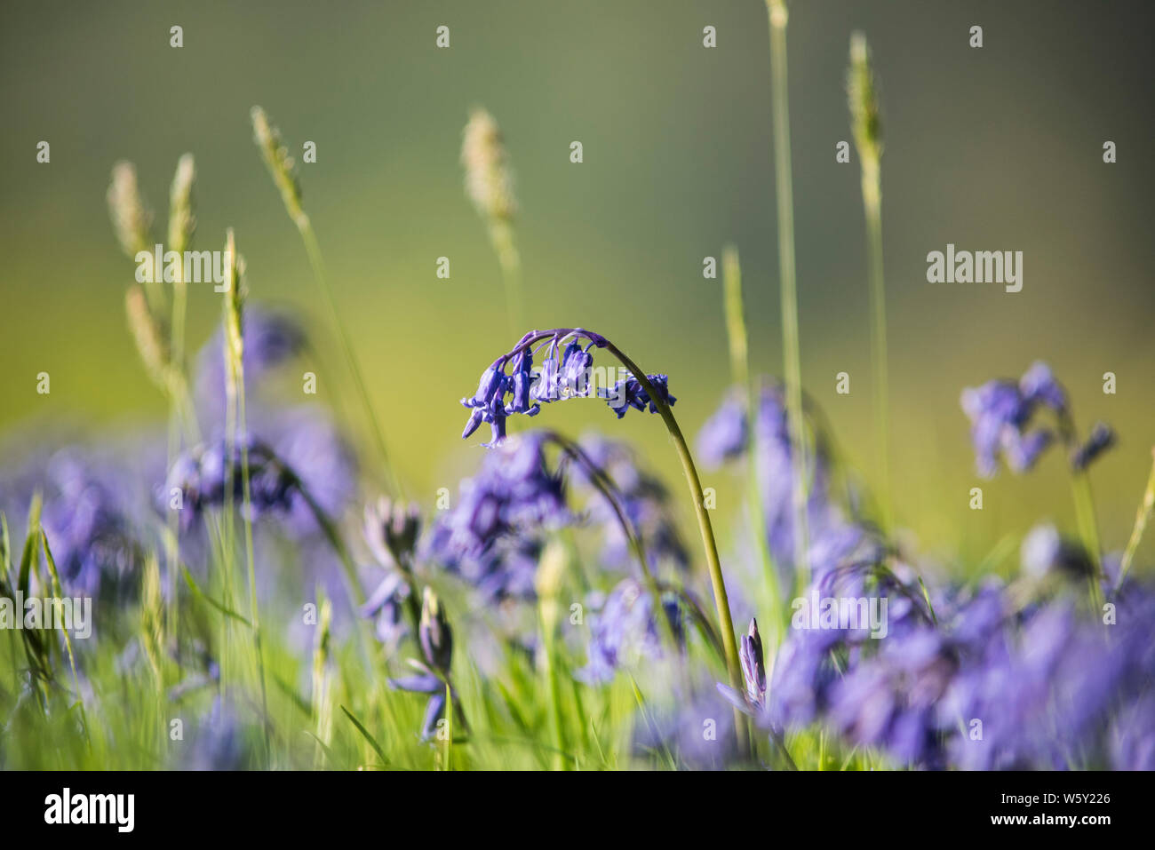bluebells, close up with grasses Stock Photo - Alamy