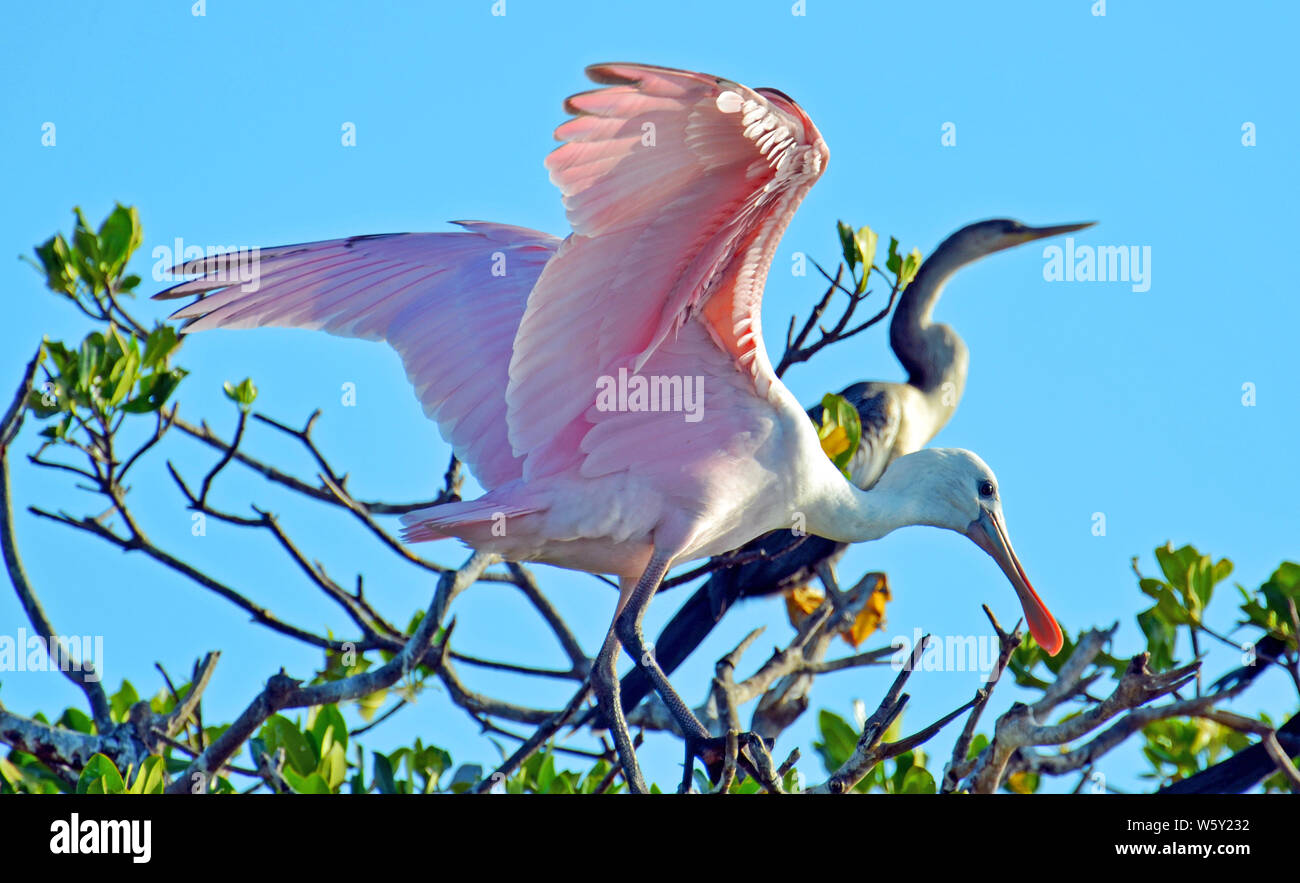 Roseate spoonbill with long legs, neon pink body, curved white neck ...