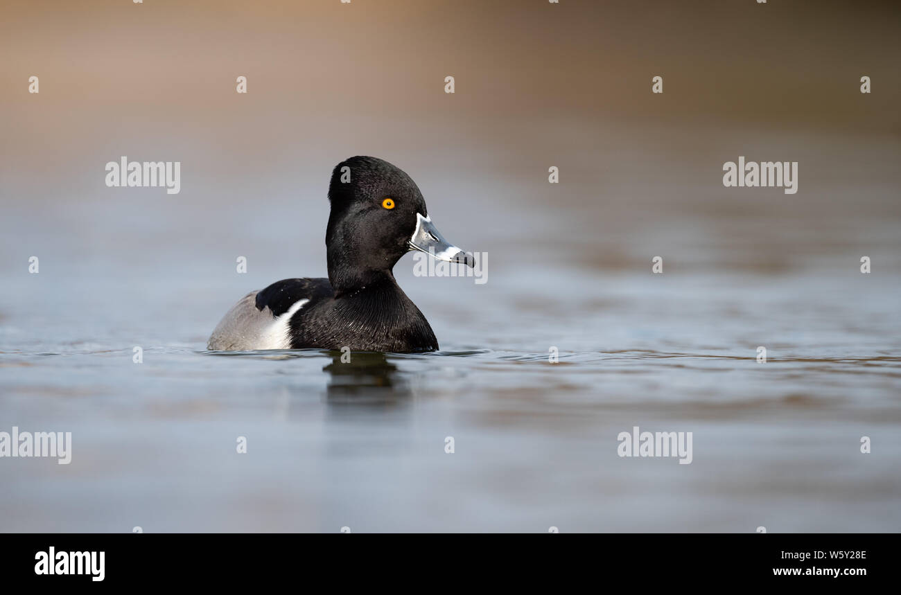Flying ring necked duck hi-res stock photography and images - Alamy