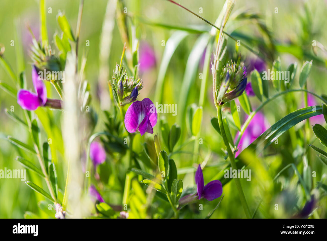 Purple wild pea flowers Stock Photo - Alamy