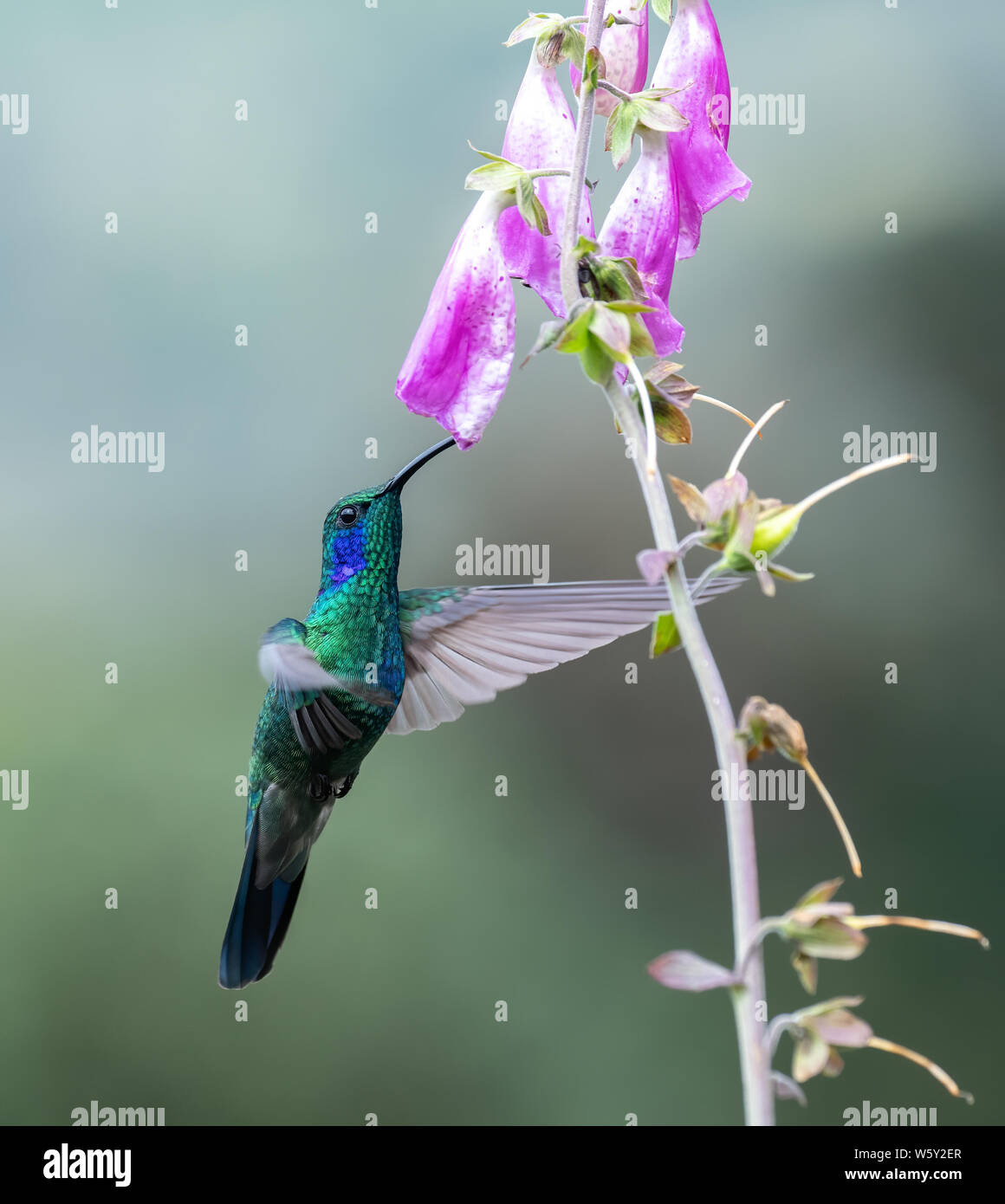 Hummingbird in Costa Rica Stock Photo - Alamy