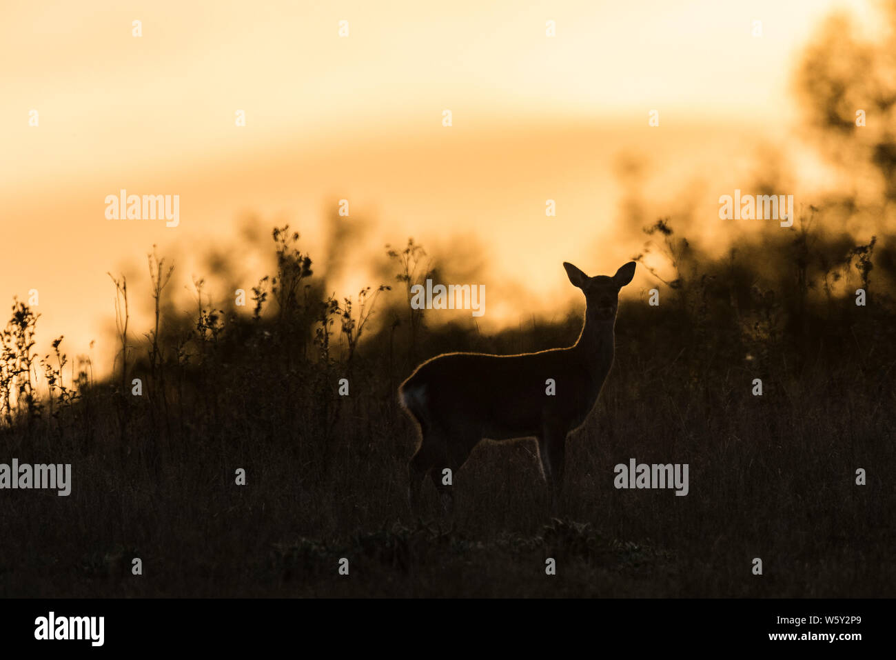 Sika deer buck hi-res stock photography and images - Alamy