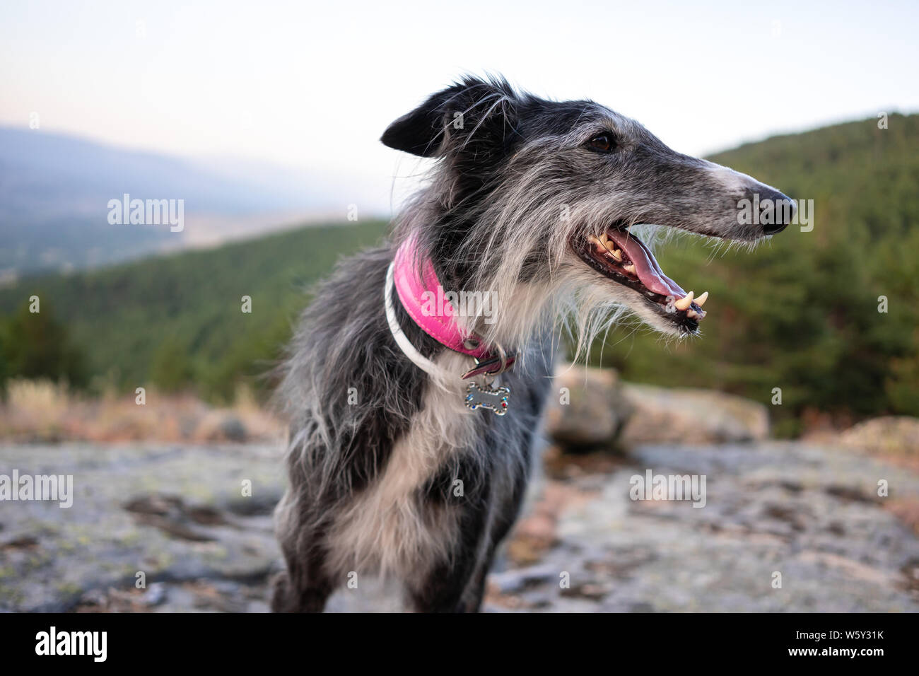 Greyhound portrait in a mountain at sunset Stock Photo - Alamy