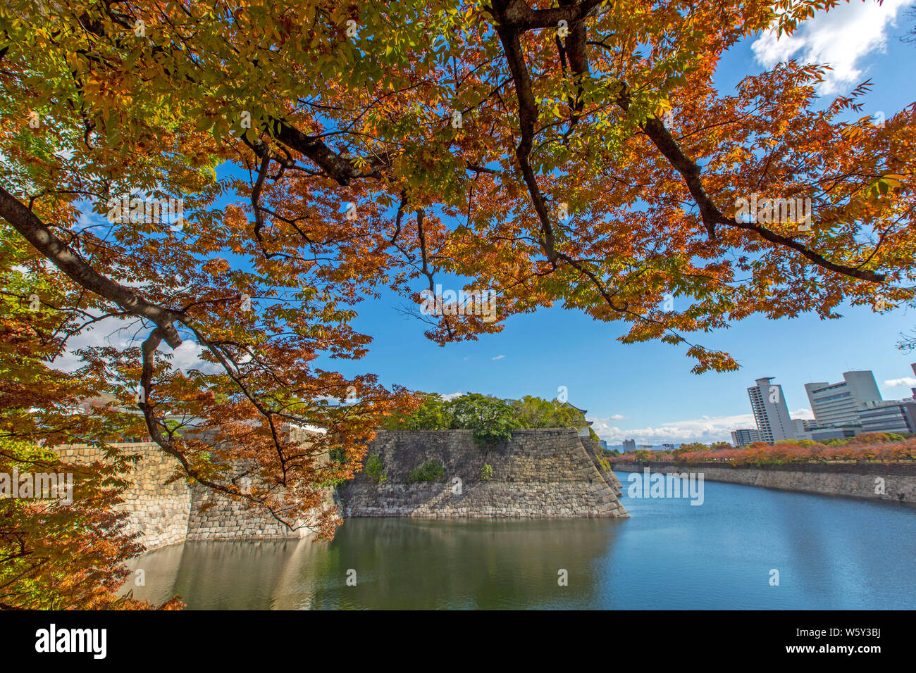 The beautiful autumn foliage of gingko trees and maple trees in the ...
