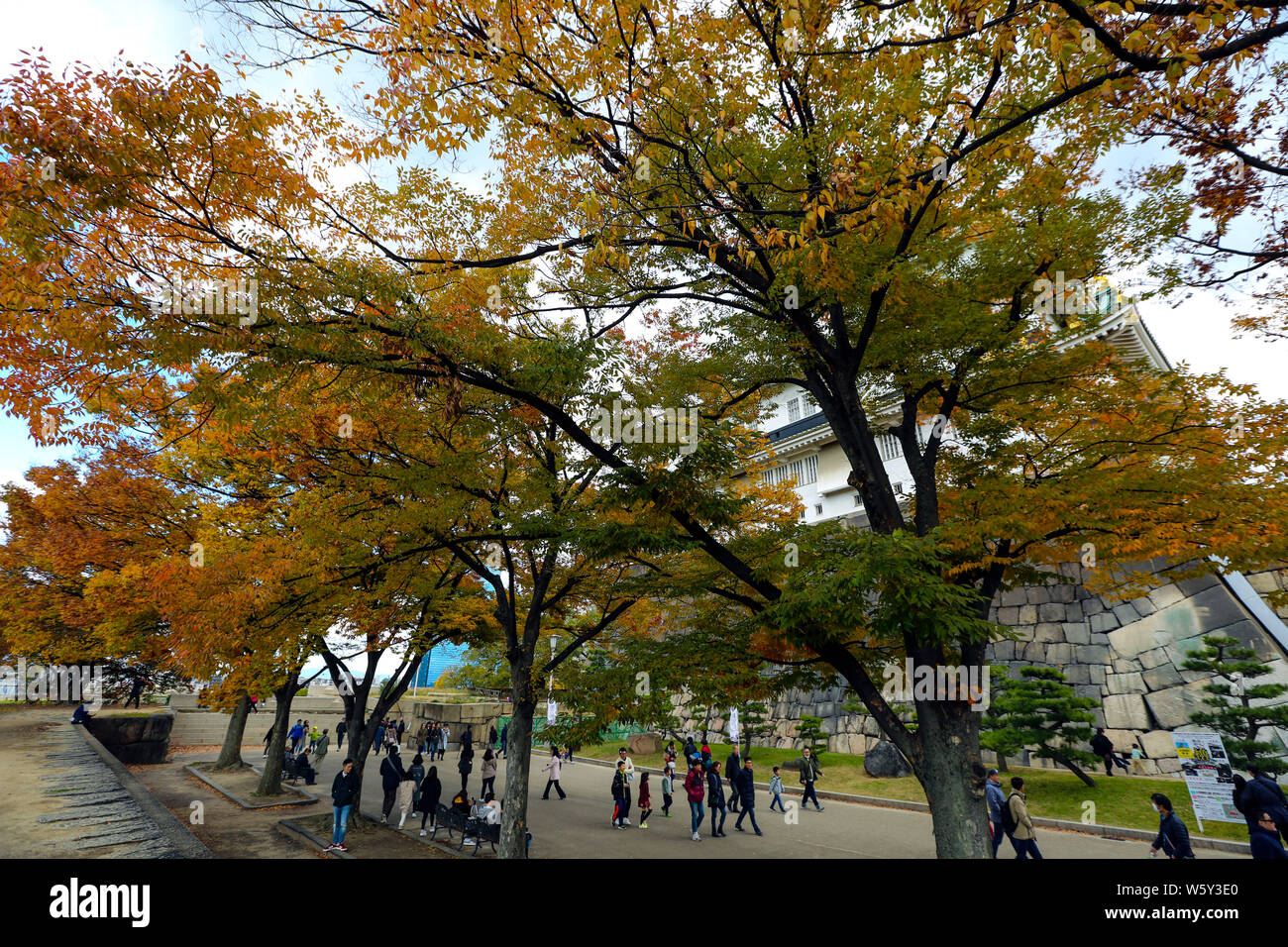The beautiful autumn foliage of gingko trees and maple trees in the ...
