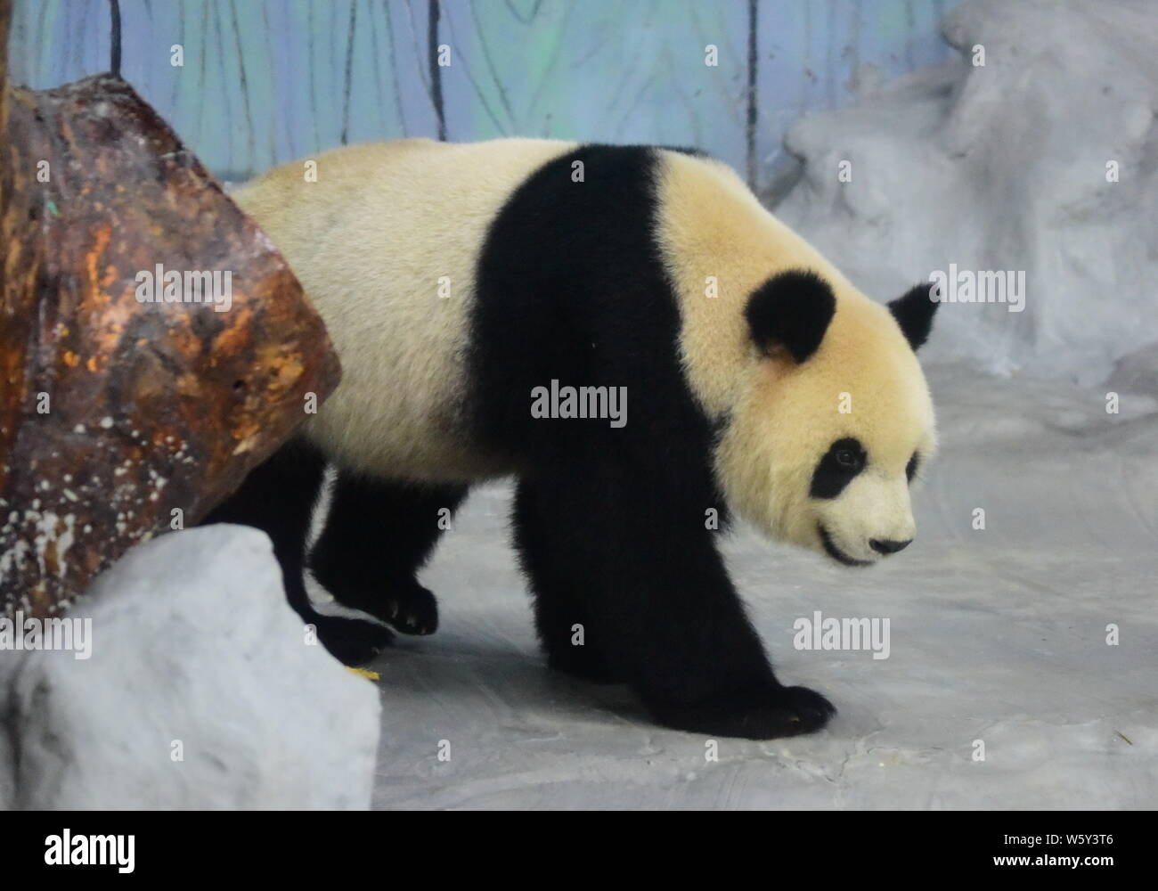 Giant panda Gong Gong wanders at the Hainan Tropical Wildlife Park and ...