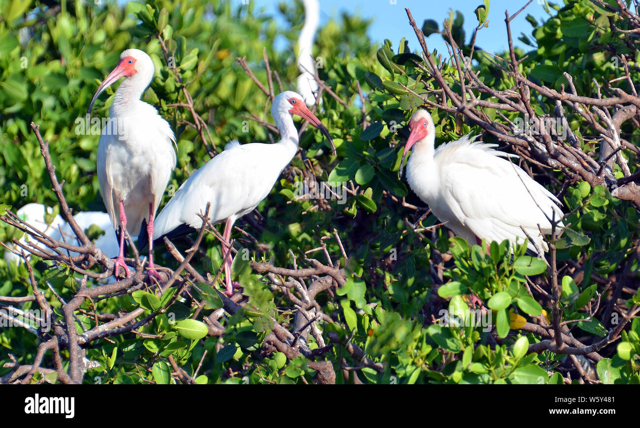 Three American white ibis with pink legs and face mask, black tipped ...