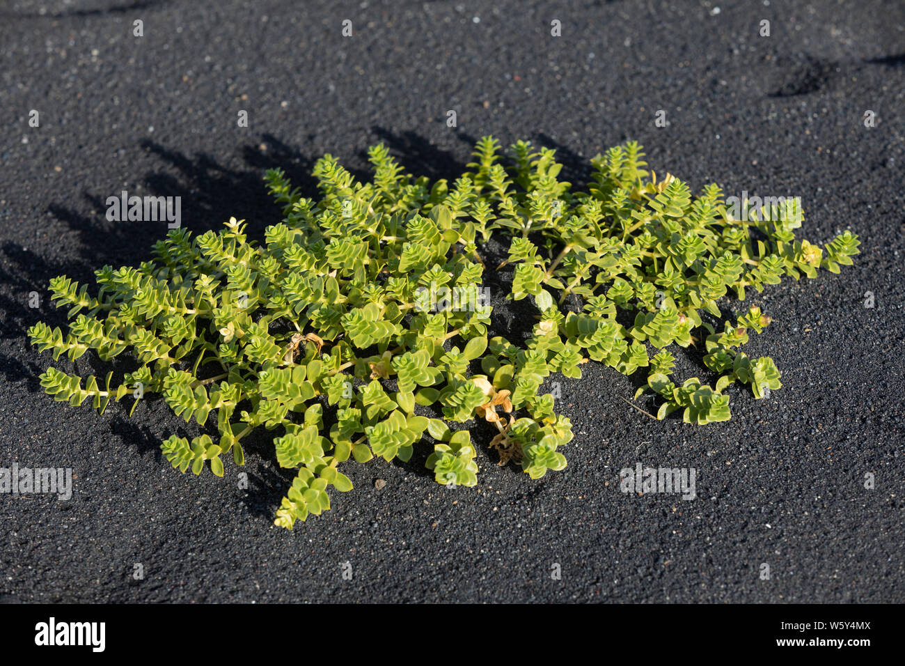 Strand-Salzmiere, Strandsalzmiere, Salzmiere, Strandportulak, Salz ...
