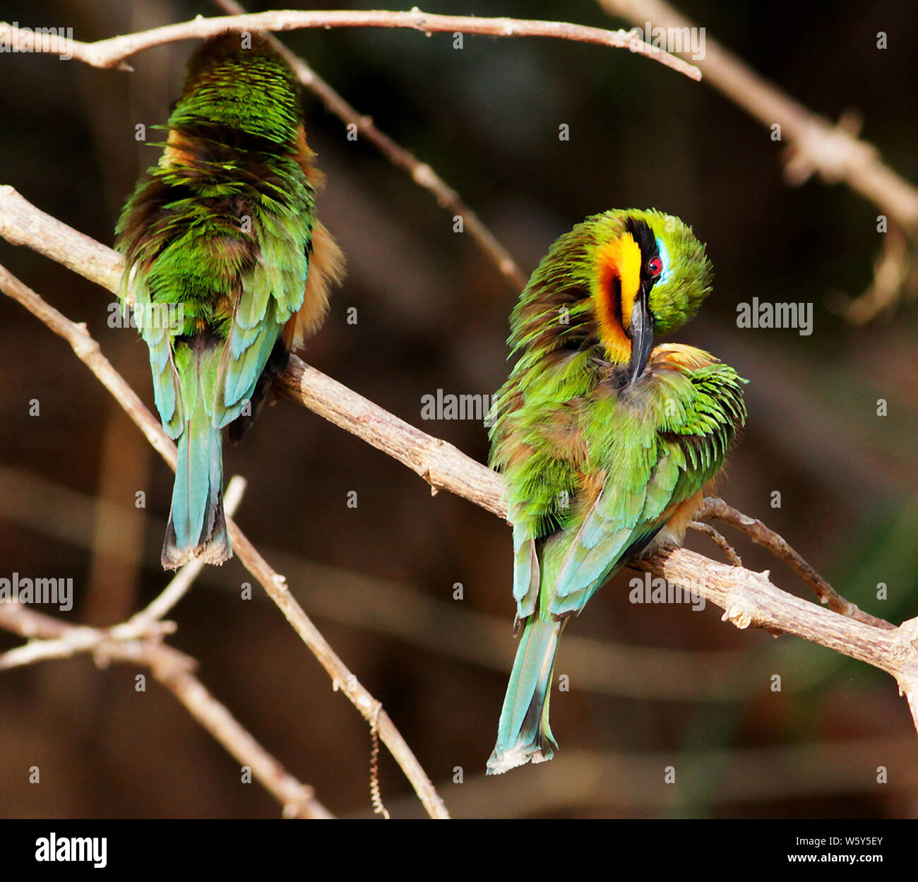 Little Bee-Eaters are common and widespread throughout Eastern and ...