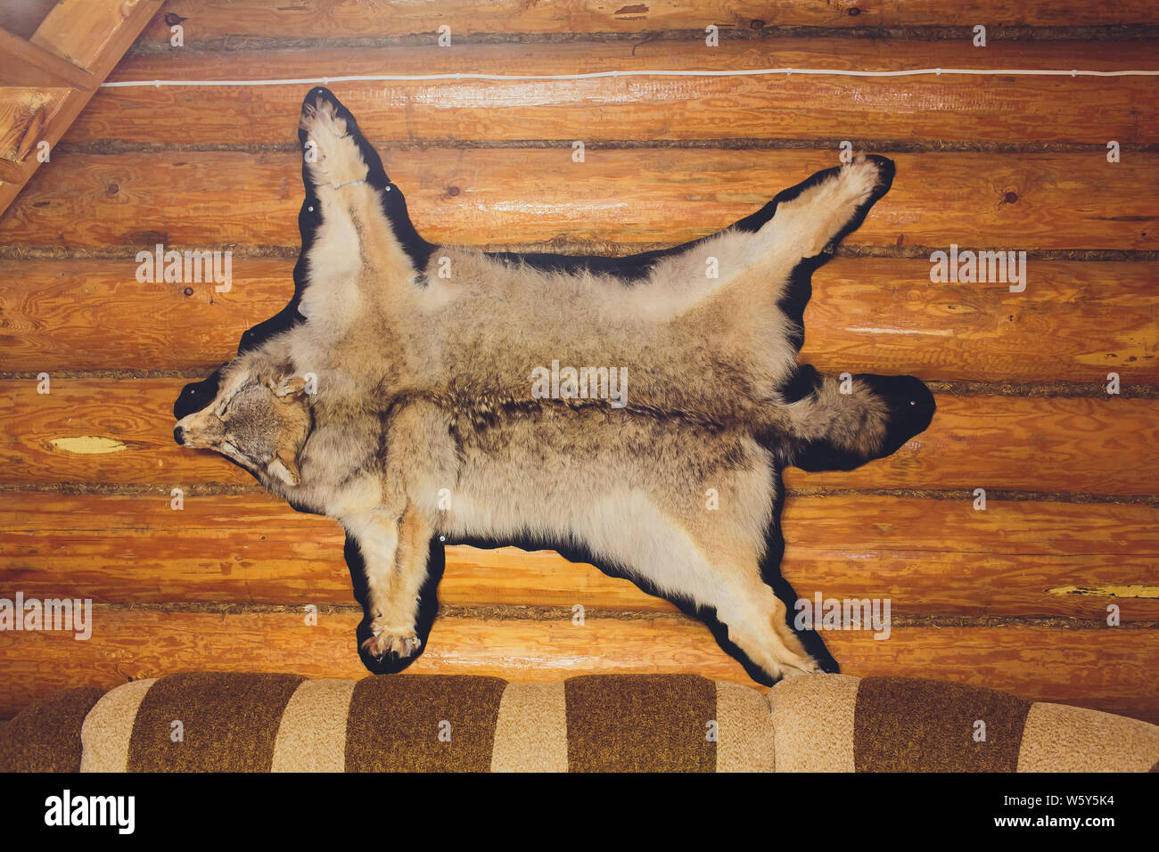 Stuffed wolf is hanging on wooden wall. Scarecrow of a wolf, hunting ...