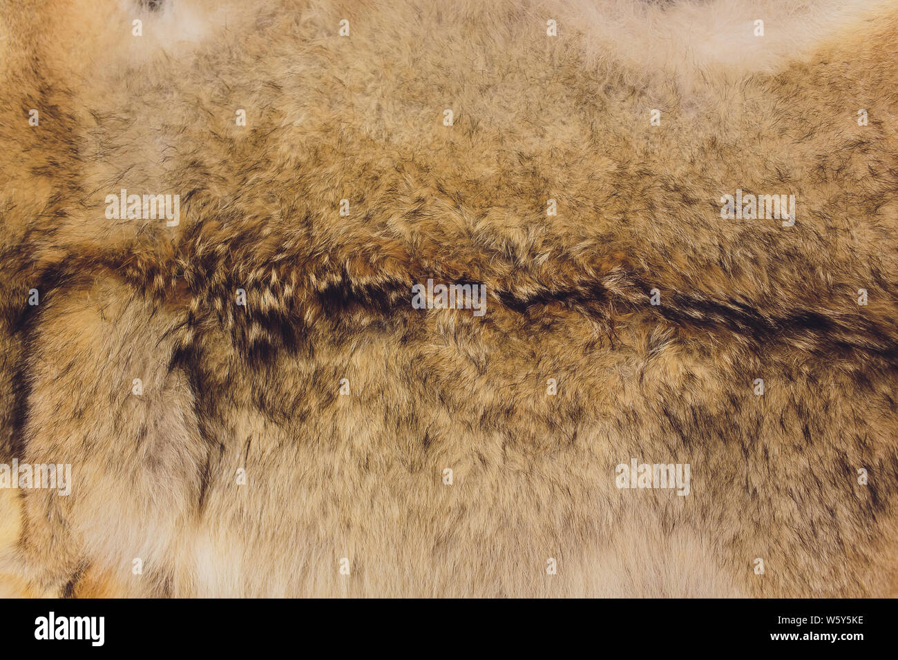 Texture of natural rabbit fur close-up. Background Stock Photo - Alamy