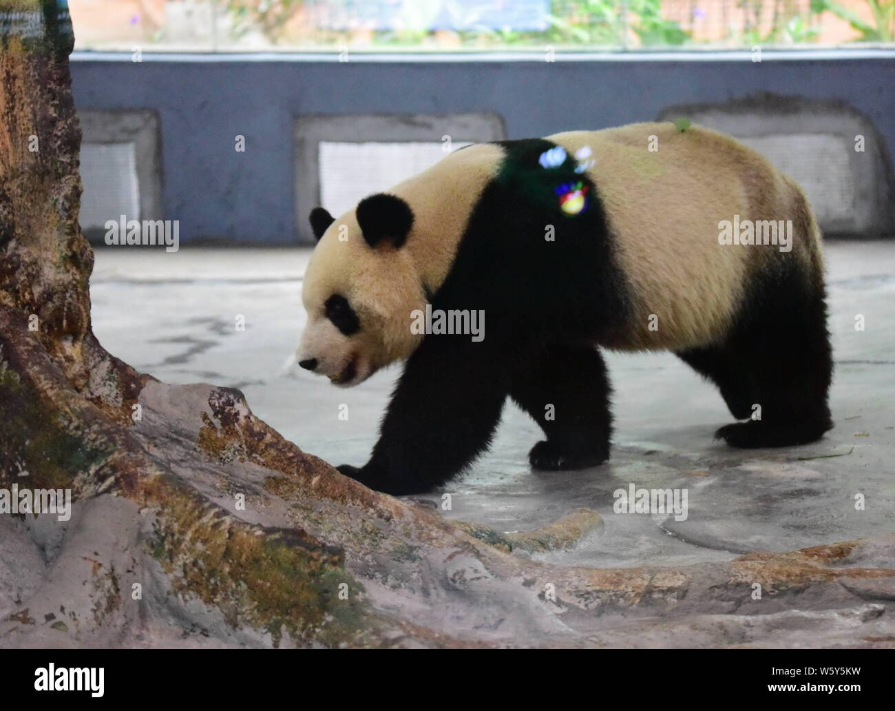 Giant panda Gong Gong plays at the Hainan Tropical Wildlife Park and ...