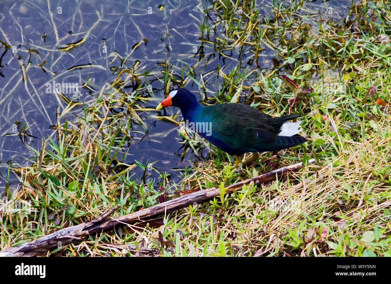 Martinica family hi-res stock photography and images - Alamy