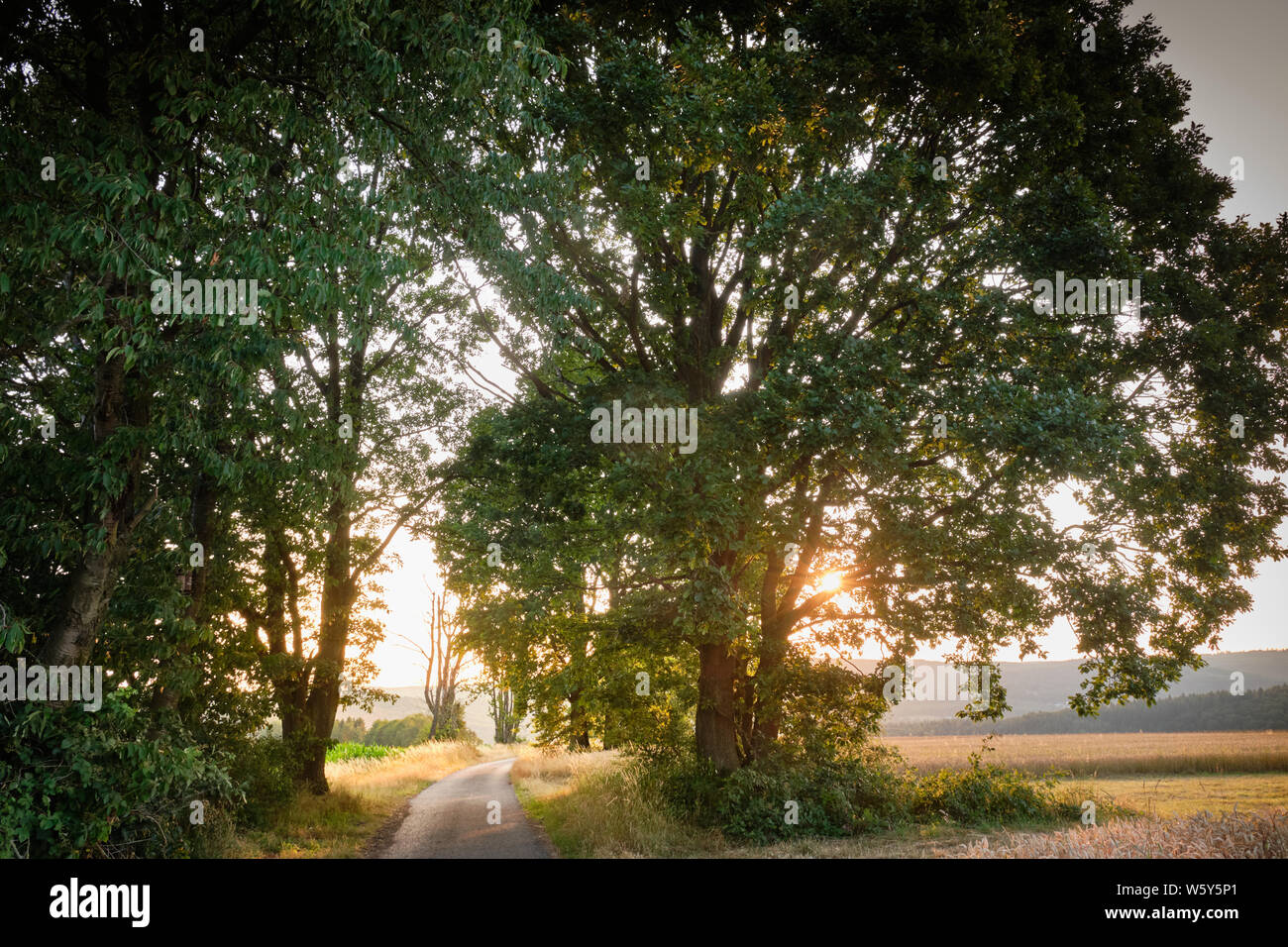 Two beautiful big trees in an agricultural countryside landscape during ...