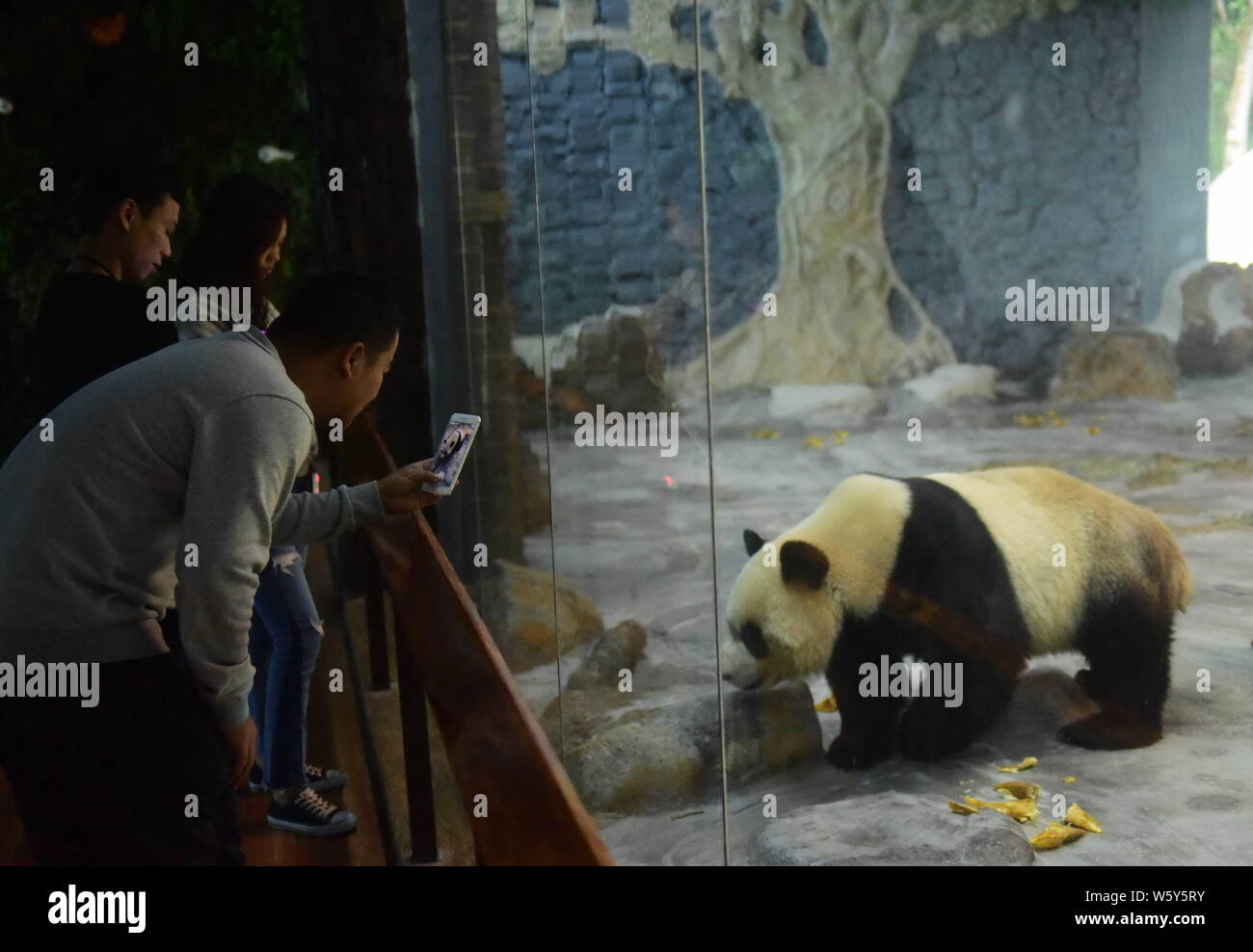 Giant panda Gong Gong plays at the Hainan Tropical Wildlife Park and ...