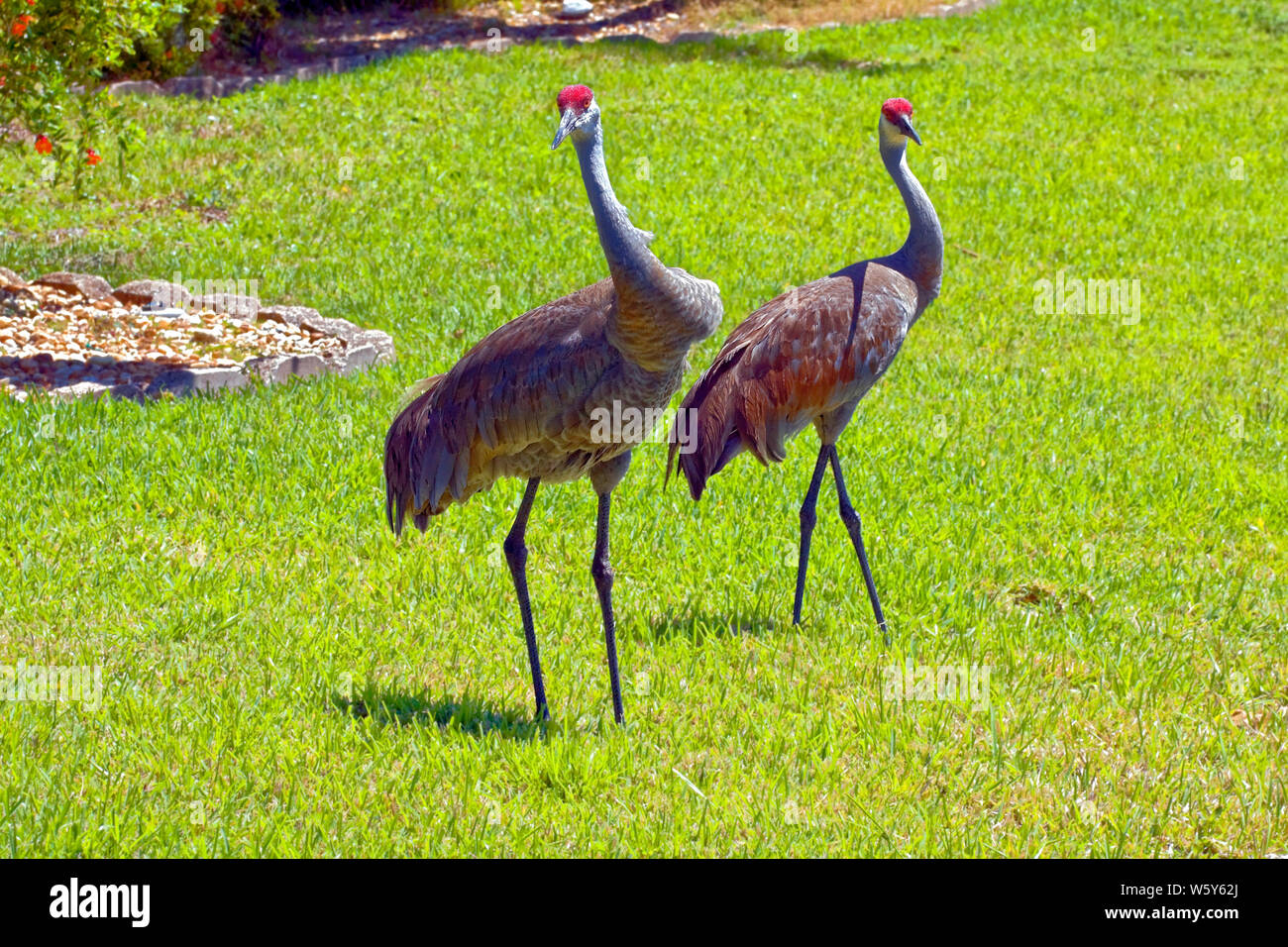 Florida animals hi-res stock photography and images - Alamy