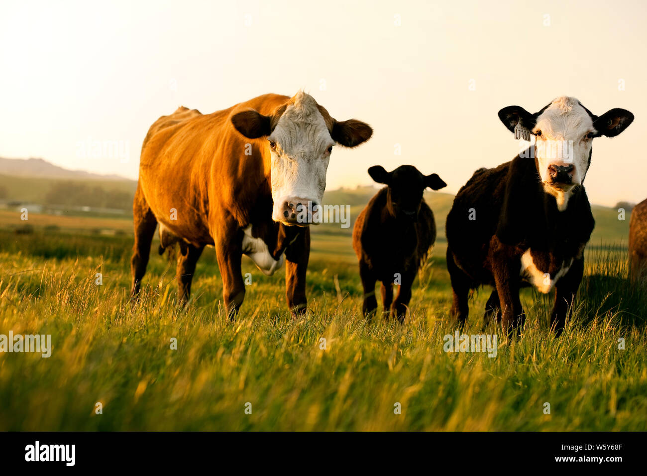 Group of cows standing in a grassy field Stock Photo - Alamy