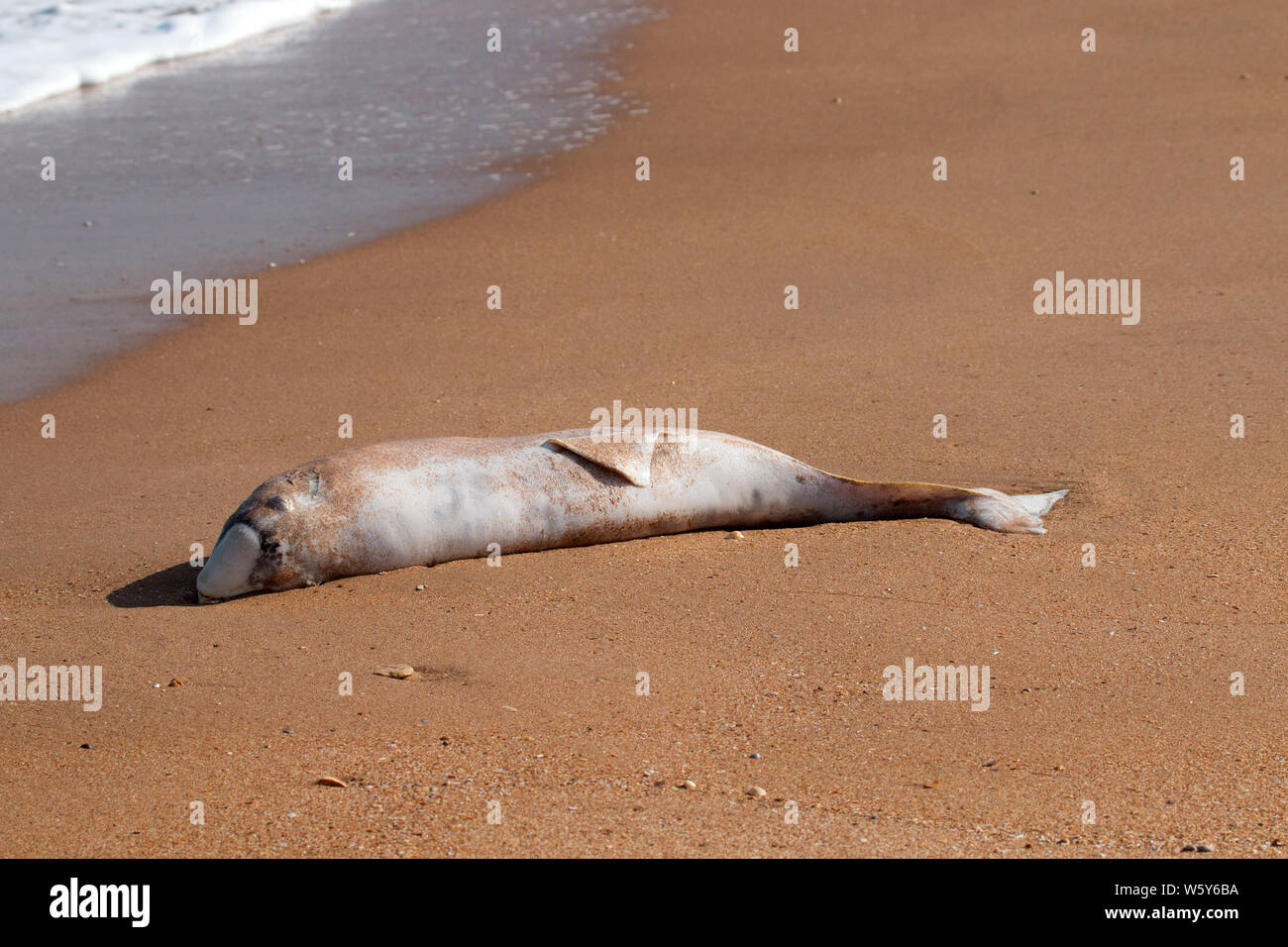 Dead Dolphin on beach. Common porpoise (Phocoena phocoena relicta ...