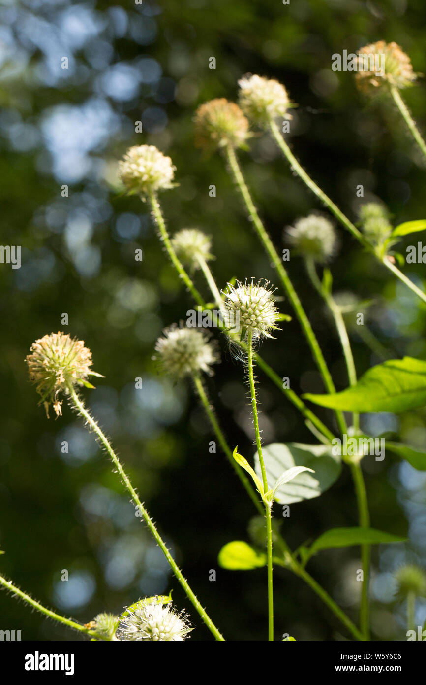 Small teasel dorset stour hi-res stock photography and images - Alamy