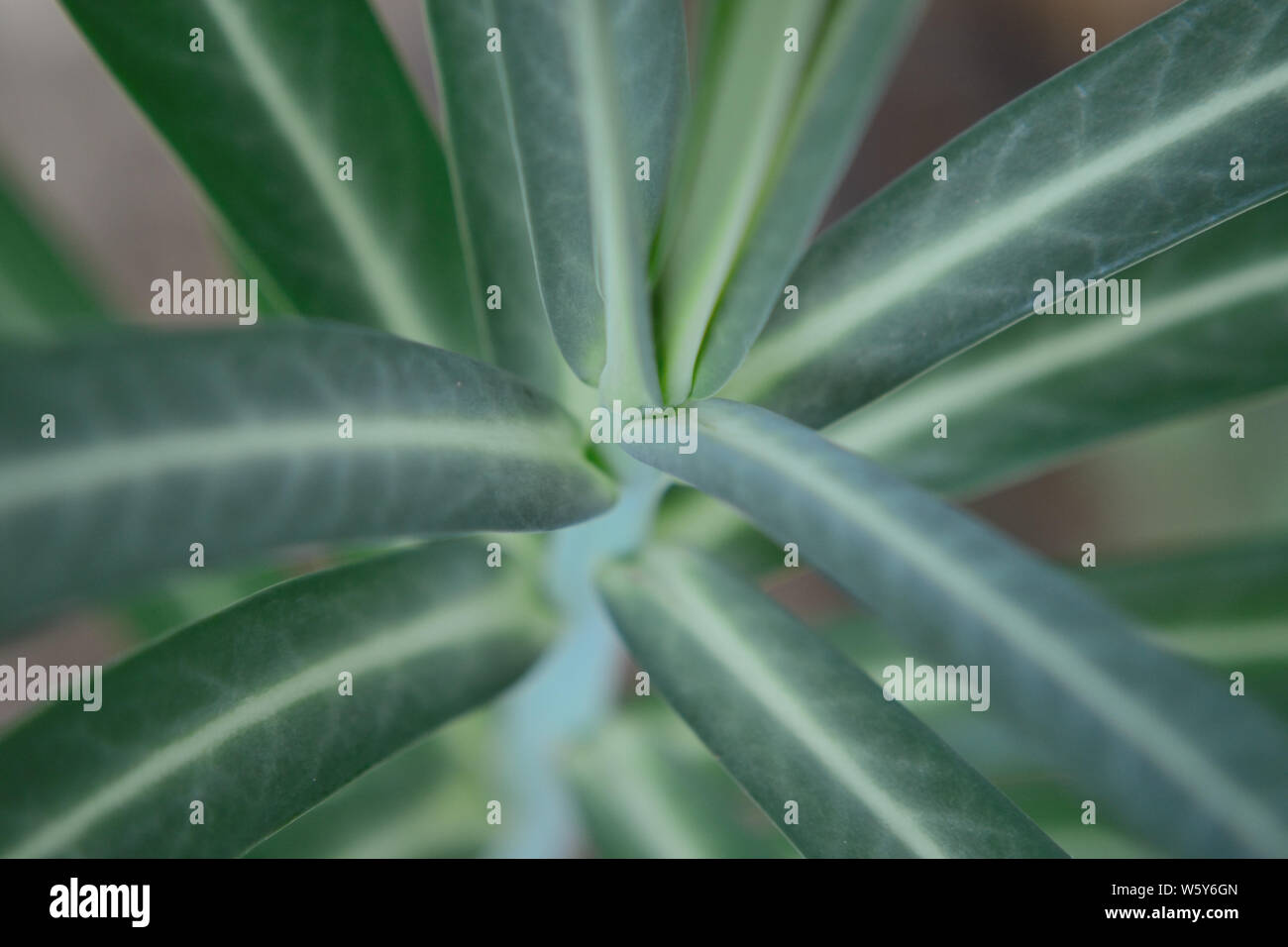 Close up of caper spurge leaves, Euphorbia lathyris Stock Photo - Alamy