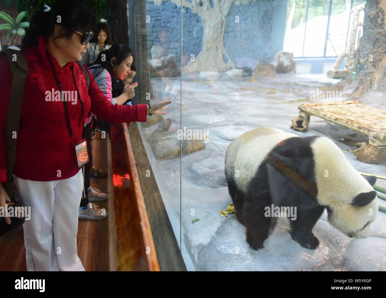 Giant panda Gong Gong plays at the Hainan Tropical Wildlife Park and ...
