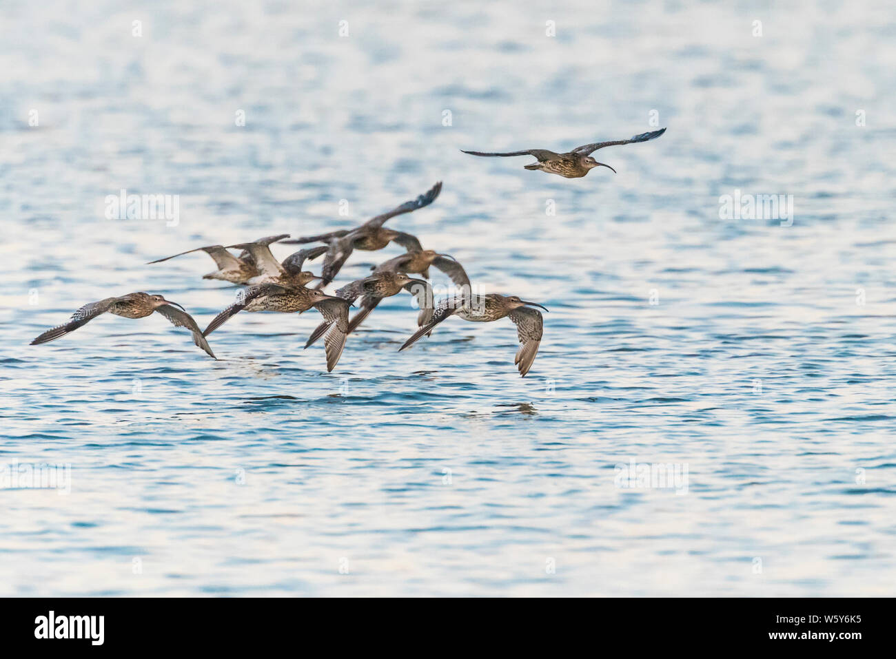 Birds flying low over water hi-res stock photography and images - Alamy