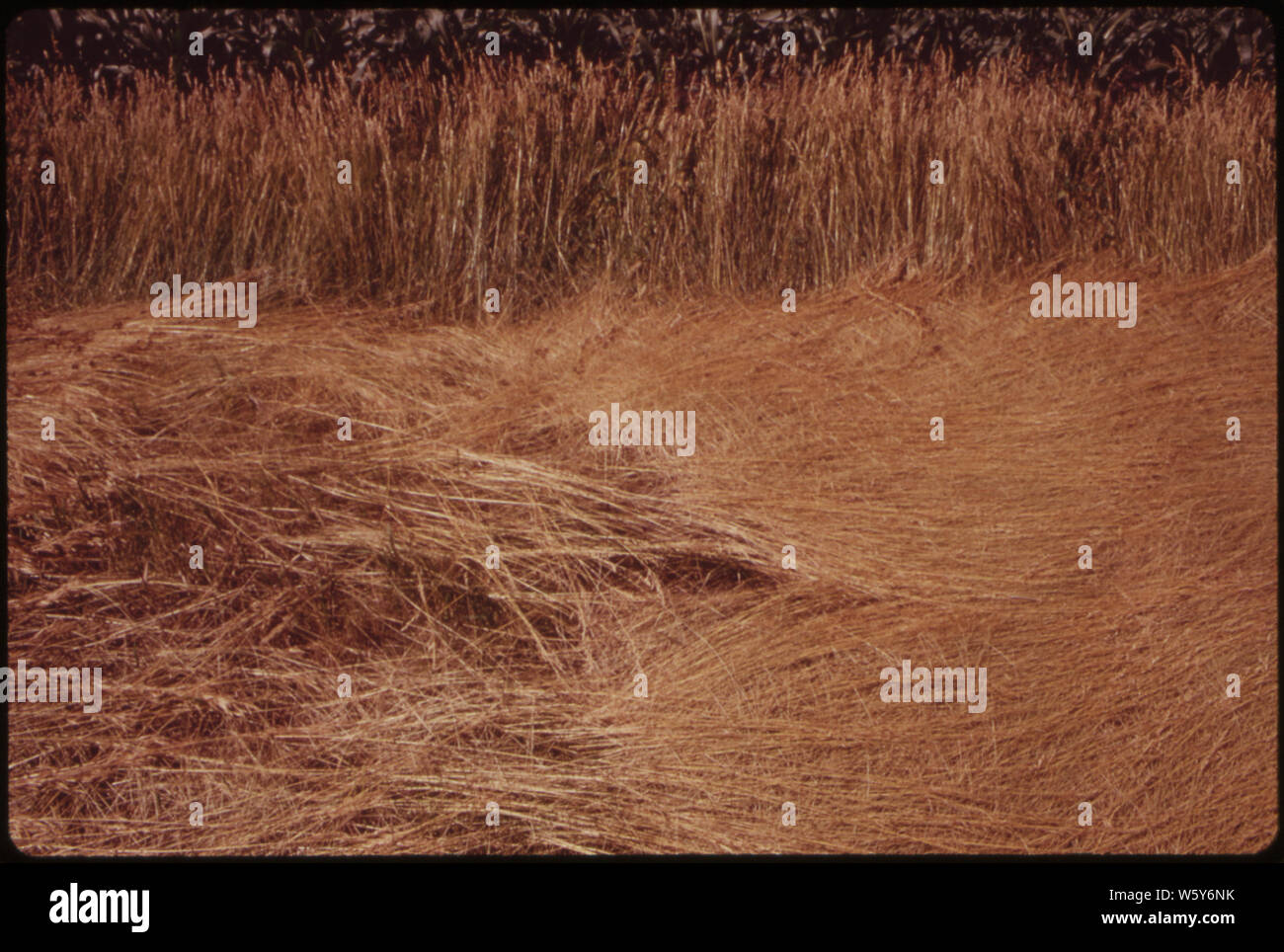 Trampled road hi-res stock photography and images - Alamy