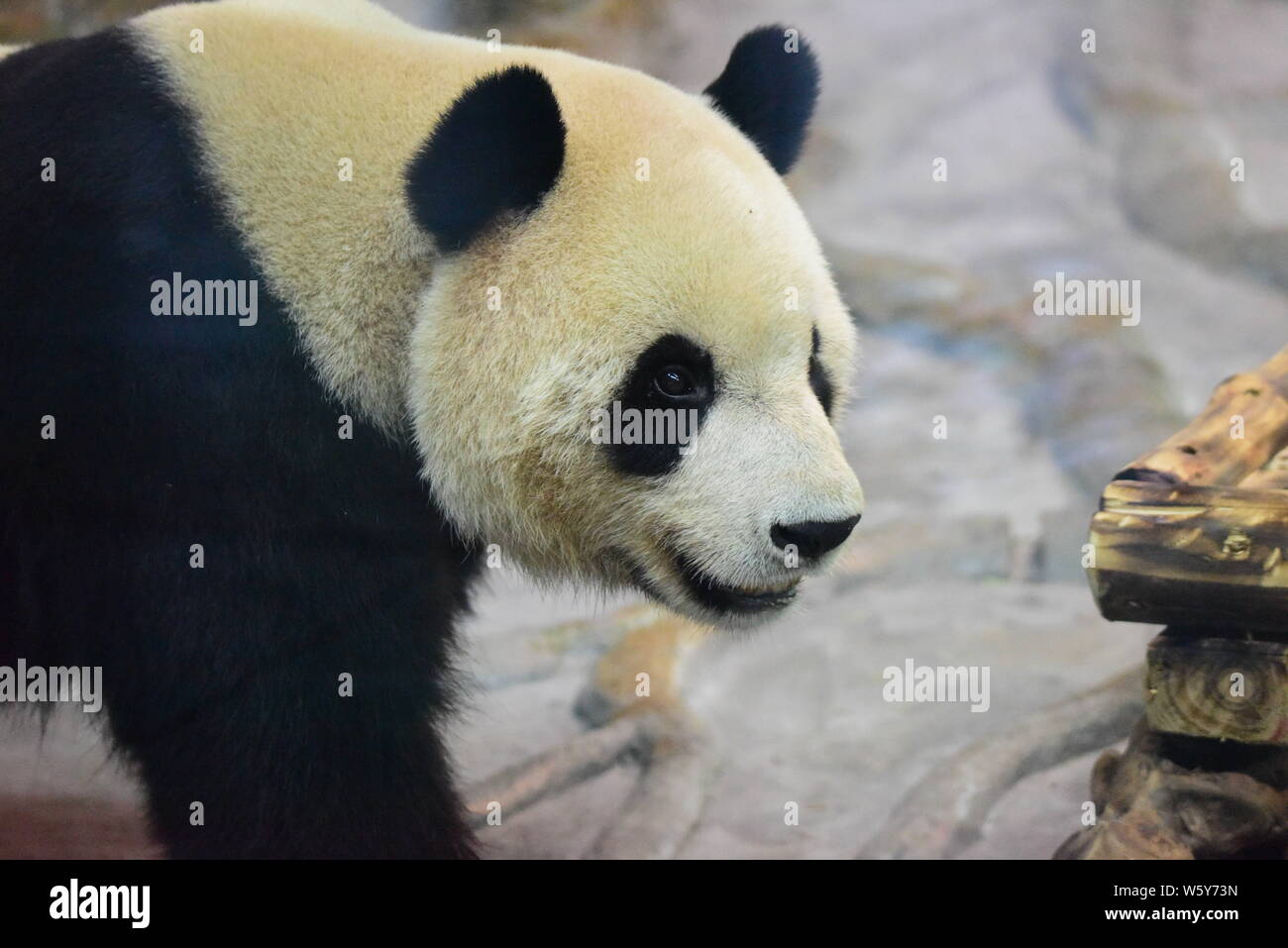 Giant panda Gong Gong wanders at the Hainan Tropical Wildlife Park and ...