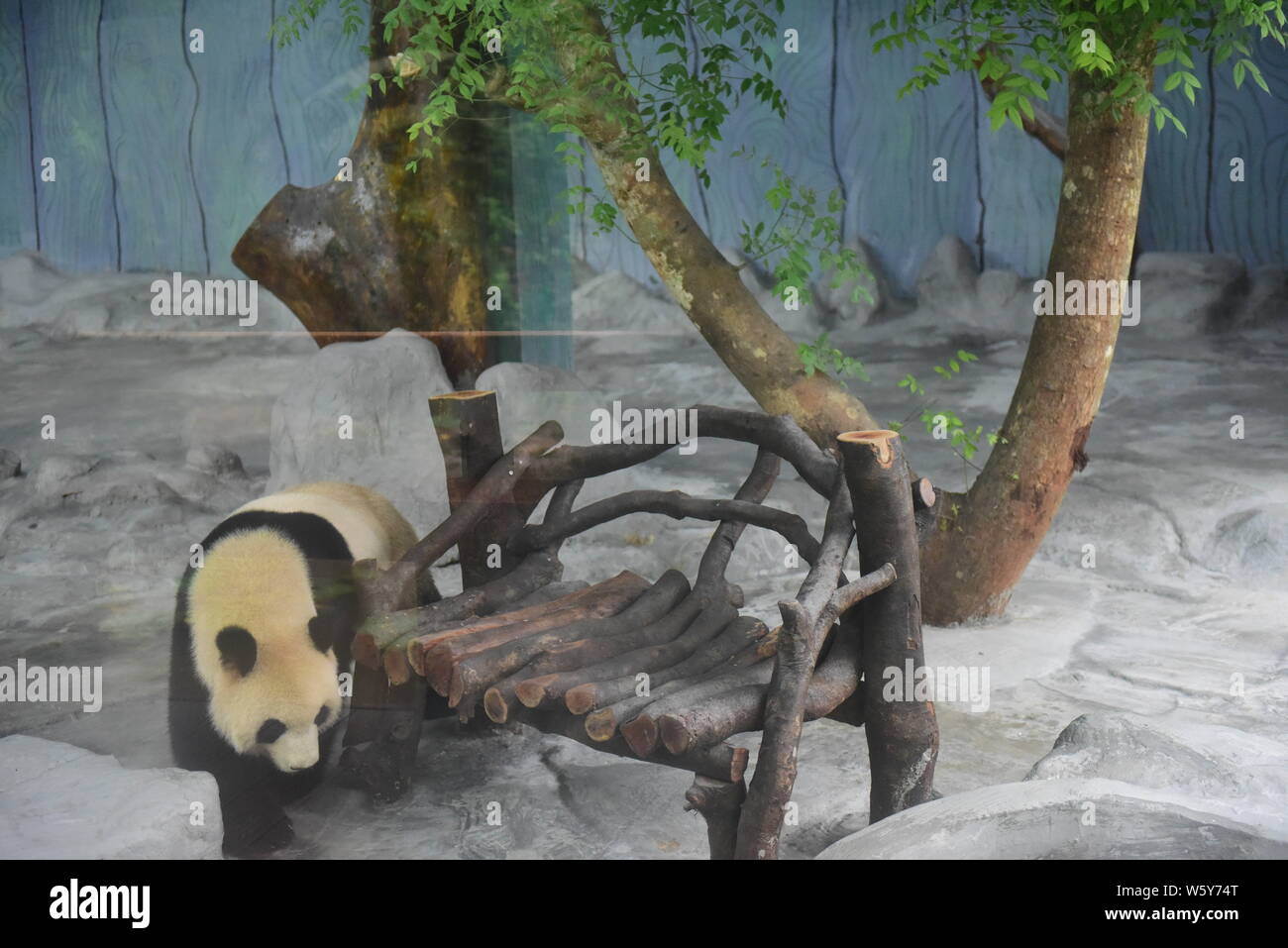 Giant panda Gong Gong plays at the Hainan Tropical Wildlife Park and ...