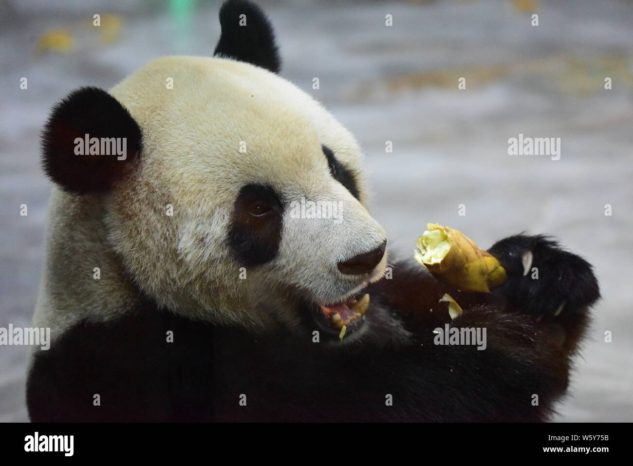 Giant panda Shun Shun eats bamboo shoots at the Hainan Tropical ...