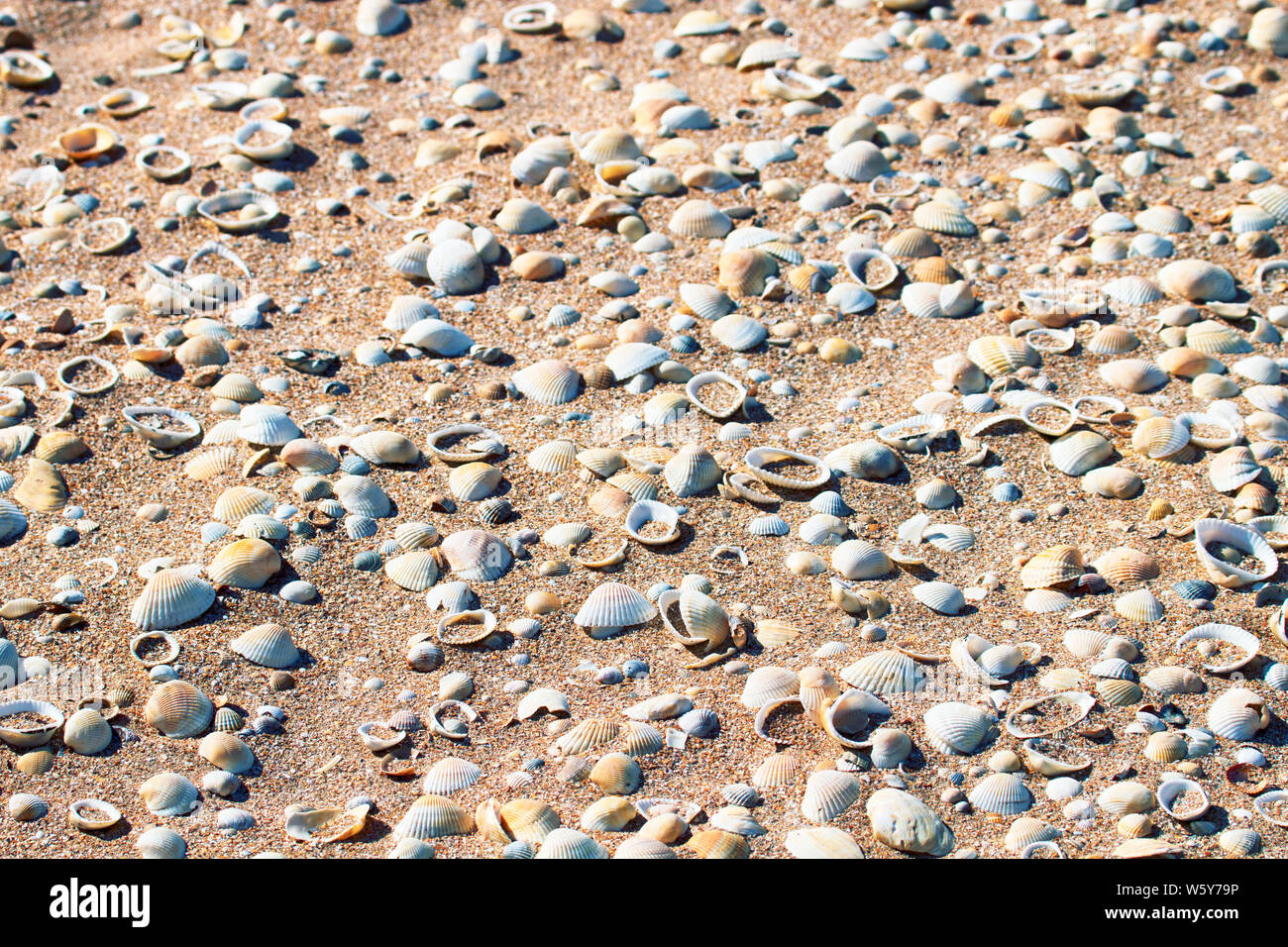 shell beach on the sea, coquina bed, cockle (Cardium Stock Photo - Alamy