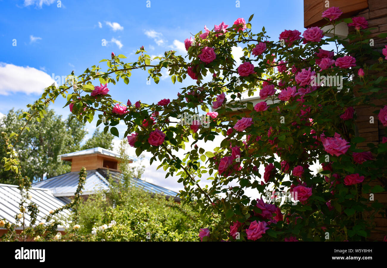 Purple climbing rose garden hi-res stock photography and images - Alamy
