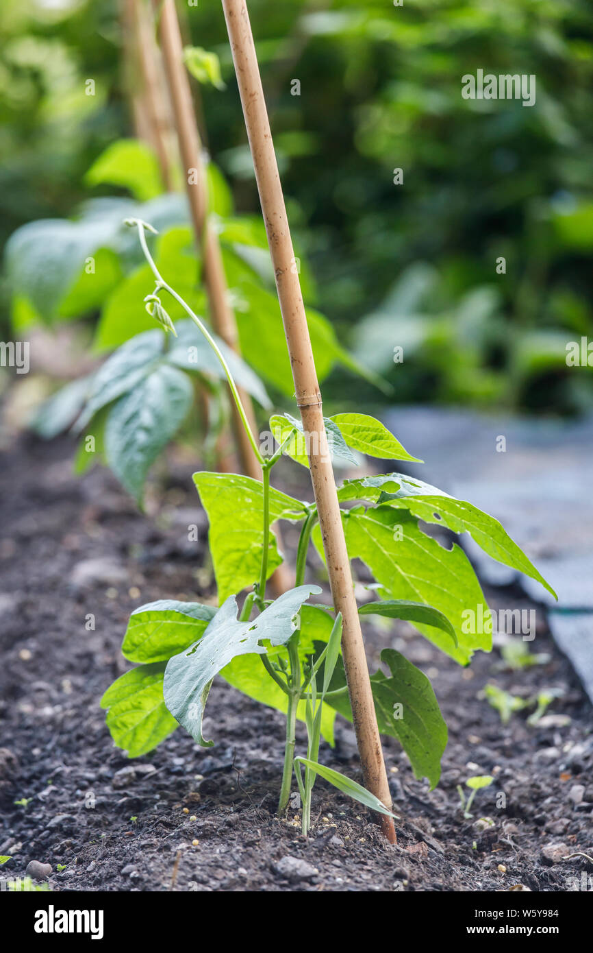 Climbing beans small garden hi-res stock photography and images - Alamy