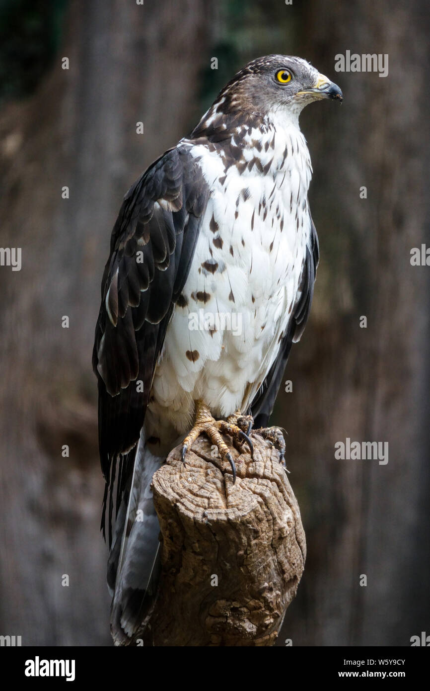 Buzzard female hi-res stock photography and images - Alamy