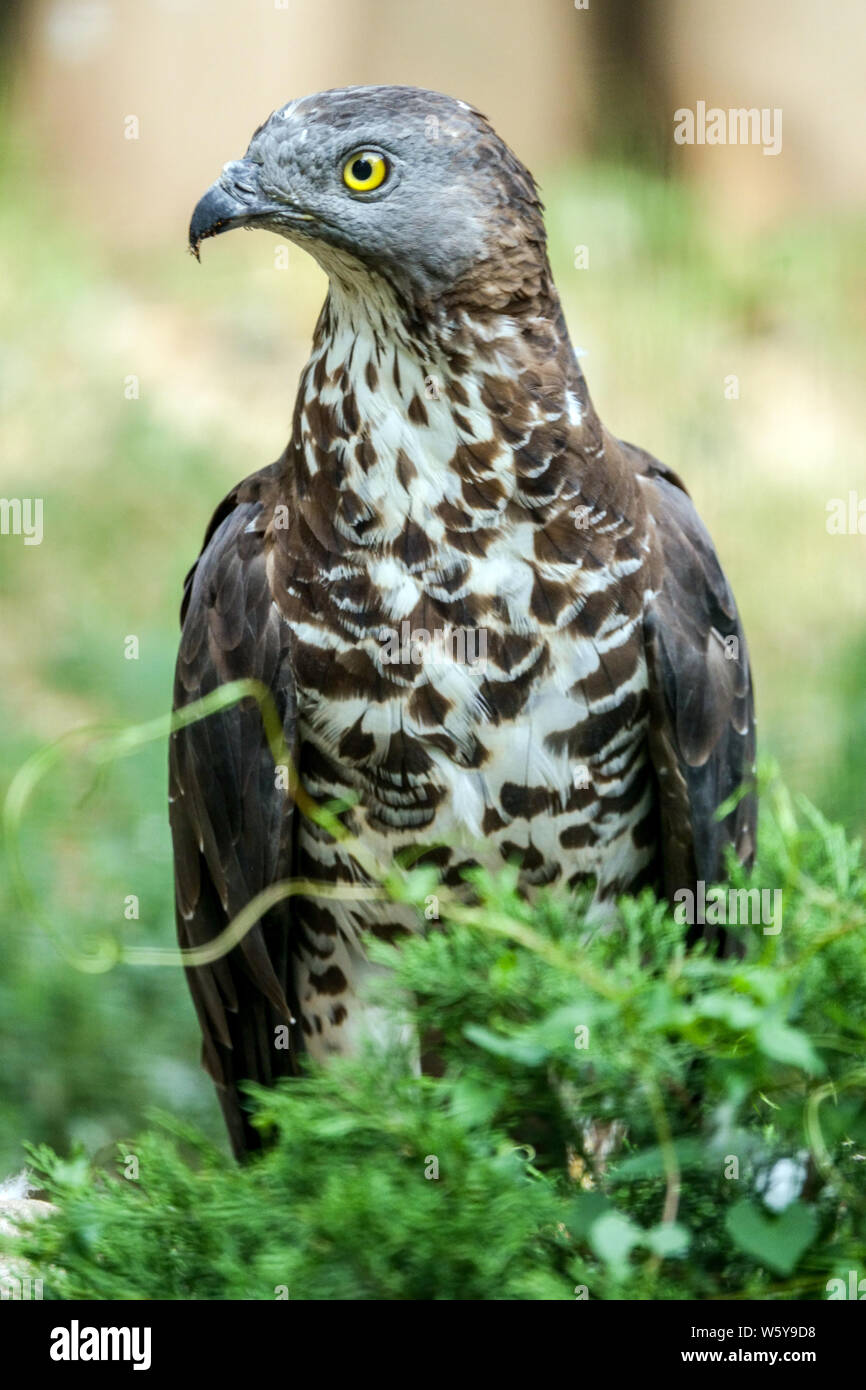 The european honey buzzard hi-res stock photography and images - Alamy