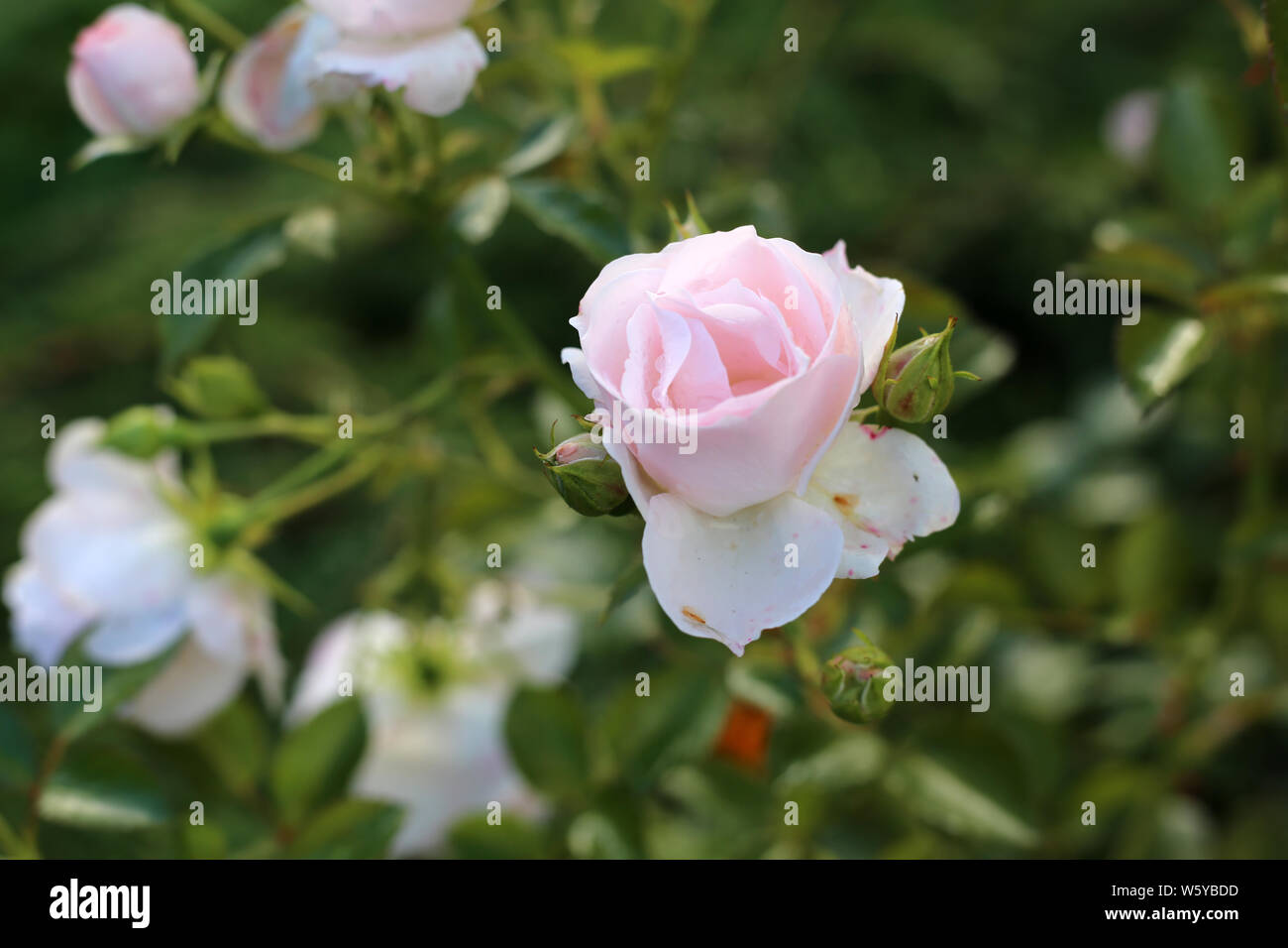 Pink Queen Elizabeth roses photographed during a sunny spring day in a ...