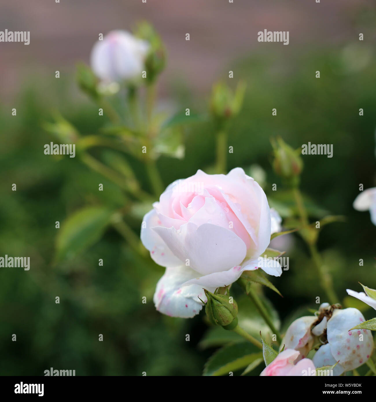 Pink Queen Elizabeth roses photographed during a sunny spring day in a ...