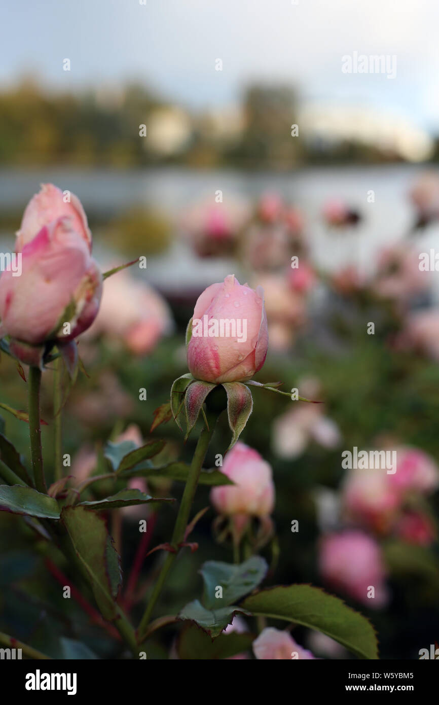 Pink Ballade (Rosen Tantau) roses photographed during a sunny spring ...