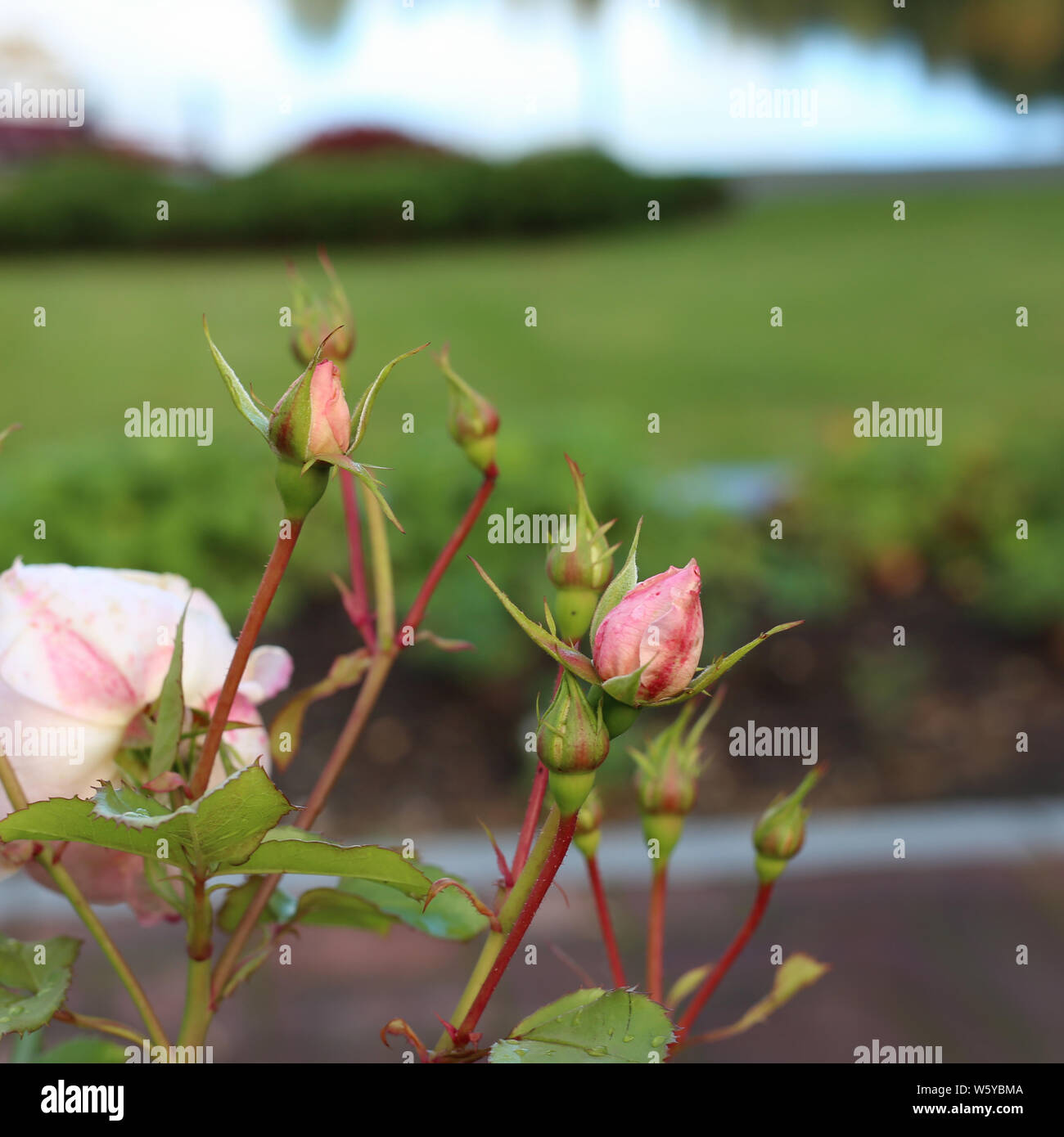 Pink Ballade (Rosen Tantau) roses photographed during a sunny spring ...