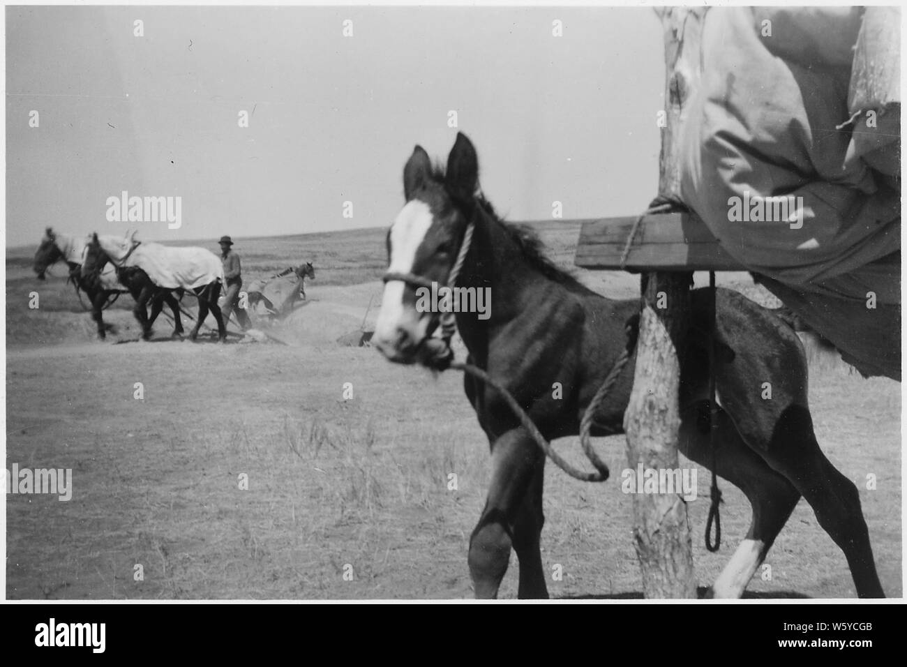 Too young to work: the camp pet colt Stock Photo - Alamy