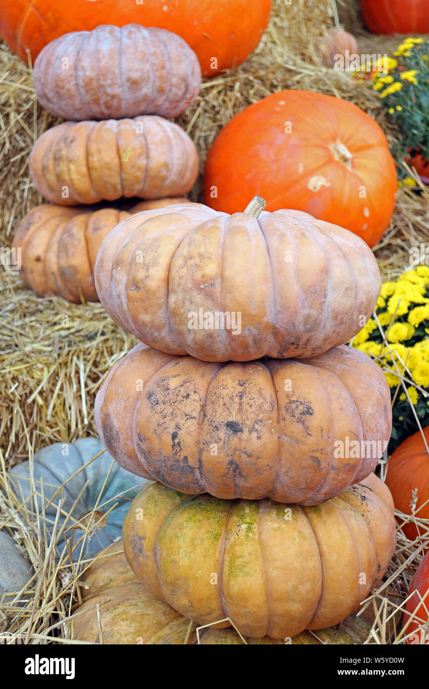 stack of Fairytale Squash at pumpkin patch Stock Photo - Alamy