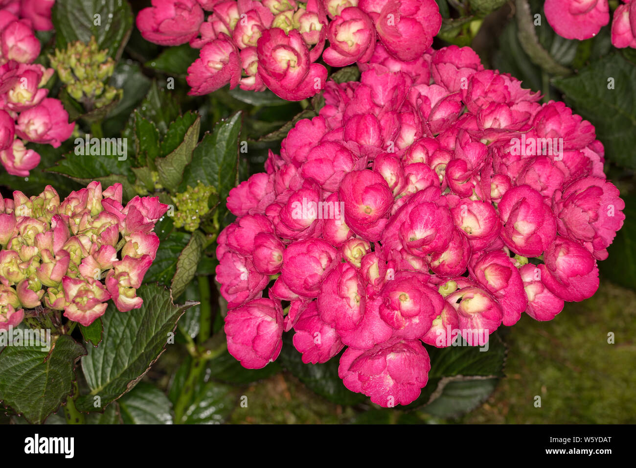 Hydrangea macrophylla 'Julisa' Stock Photo - Alamy