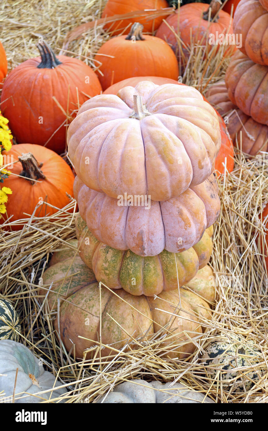 stack of Fairytale Squash at pumpkin patch Stock Photo - Alamy