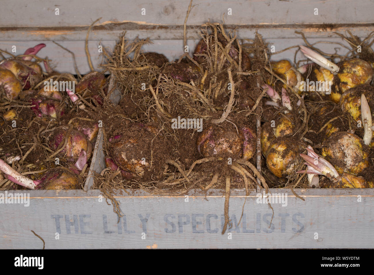 A mixture of lily bulbs 'Lavon', 'Palazzo' and 'Frontera' produced by ...